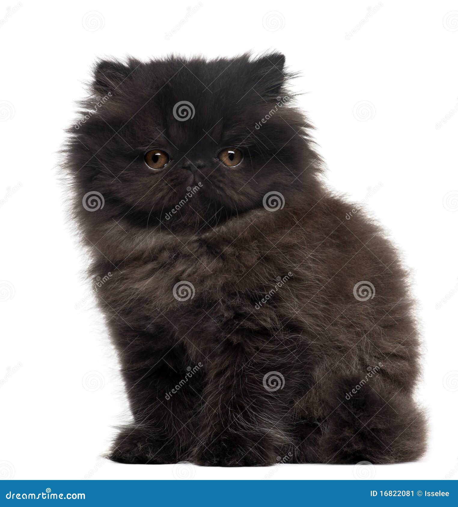 Chaton Persan, 10 Semaines De, Se Reposant Image stock - Image du ...