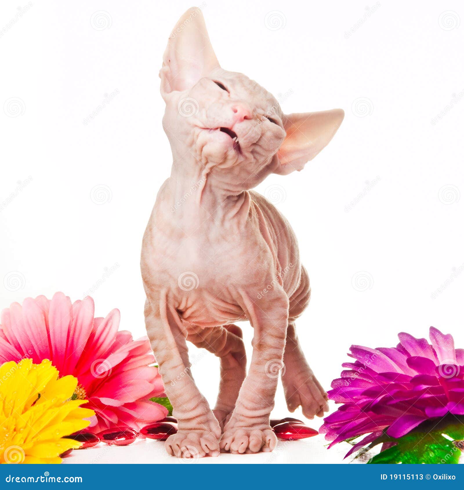 Chaton Rose De Sphinx Sur Le Blanc Image stock - Image du animal, gosse ...