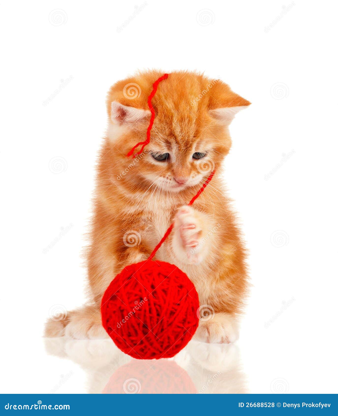 Chaton rouge photo stock. Image du mignon, ménage, chéri - 26688528