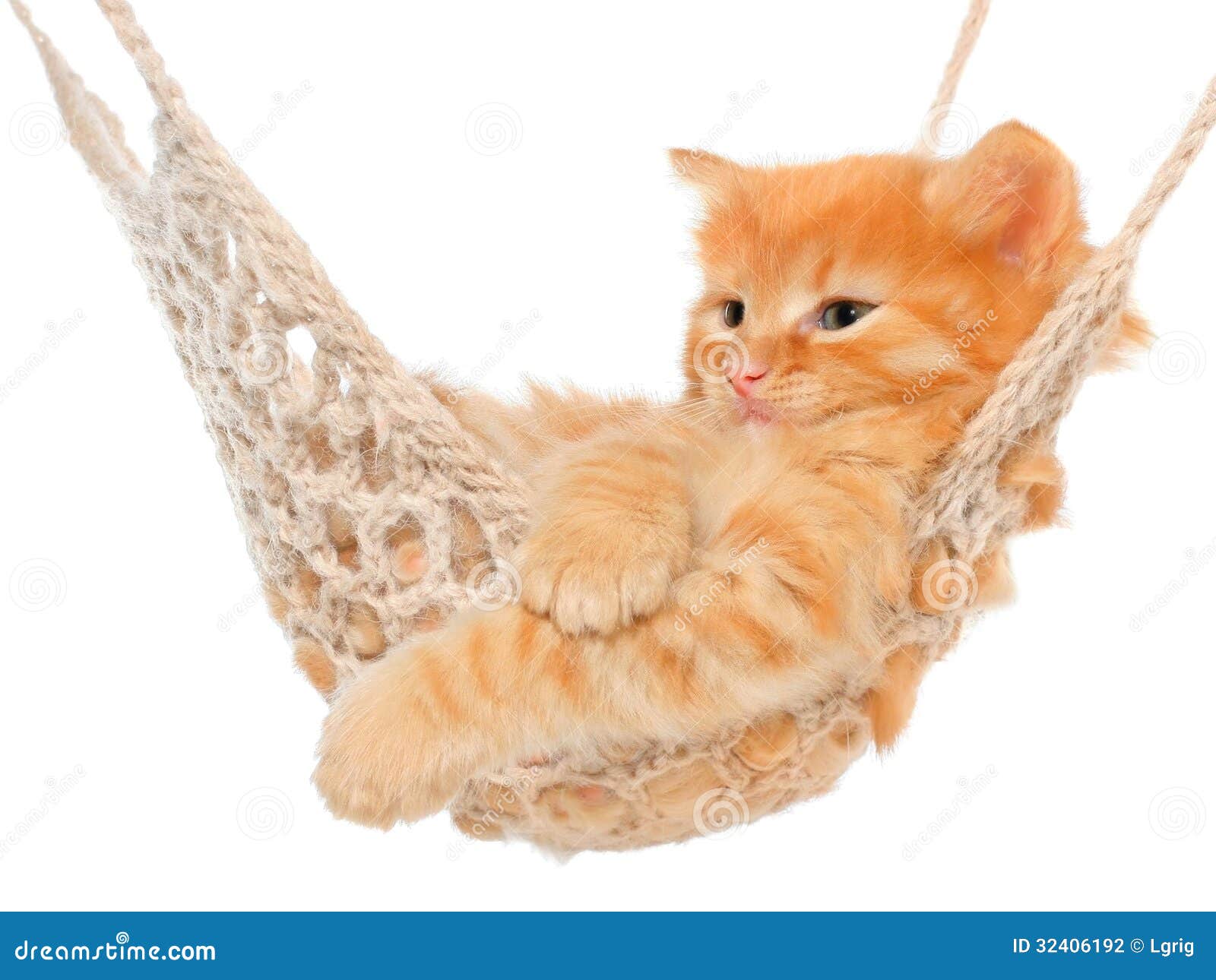 Chaton Roux Mignon Dans L'hamac Photo stock - Image du félin, purebred ...