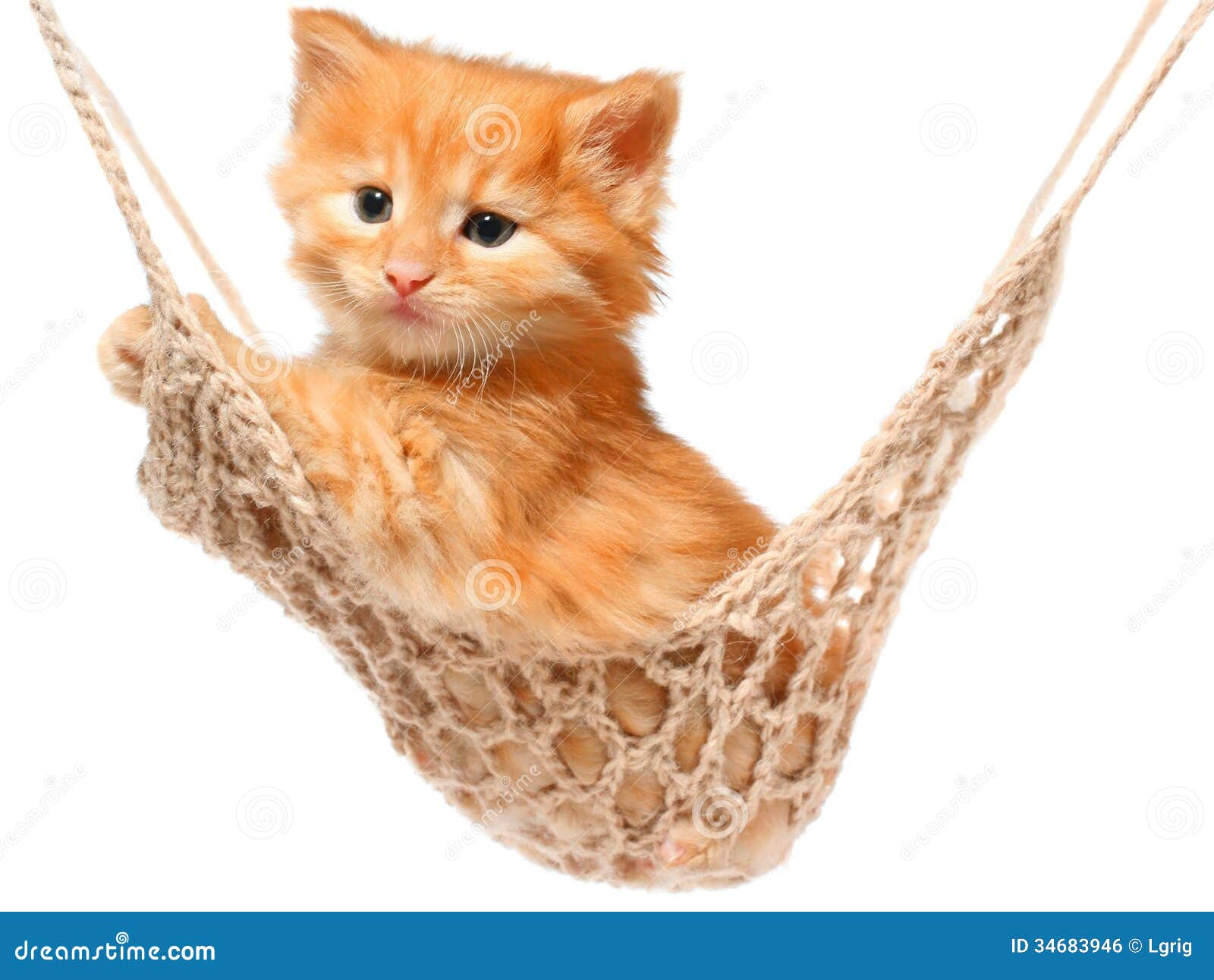 Chaton Roux Mignon Dans L'hamac Photo stock - Image du chaton ...
