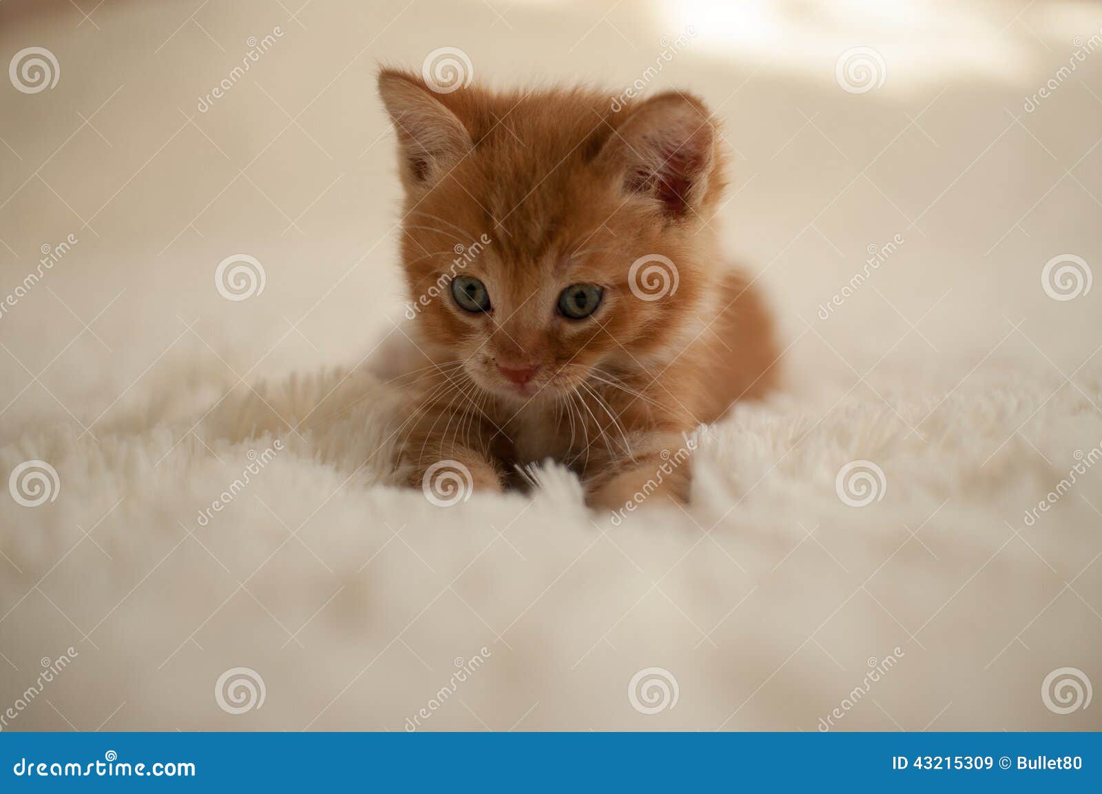 Chaton roux (minou) image stock. Image du rouge, museau - 43215309