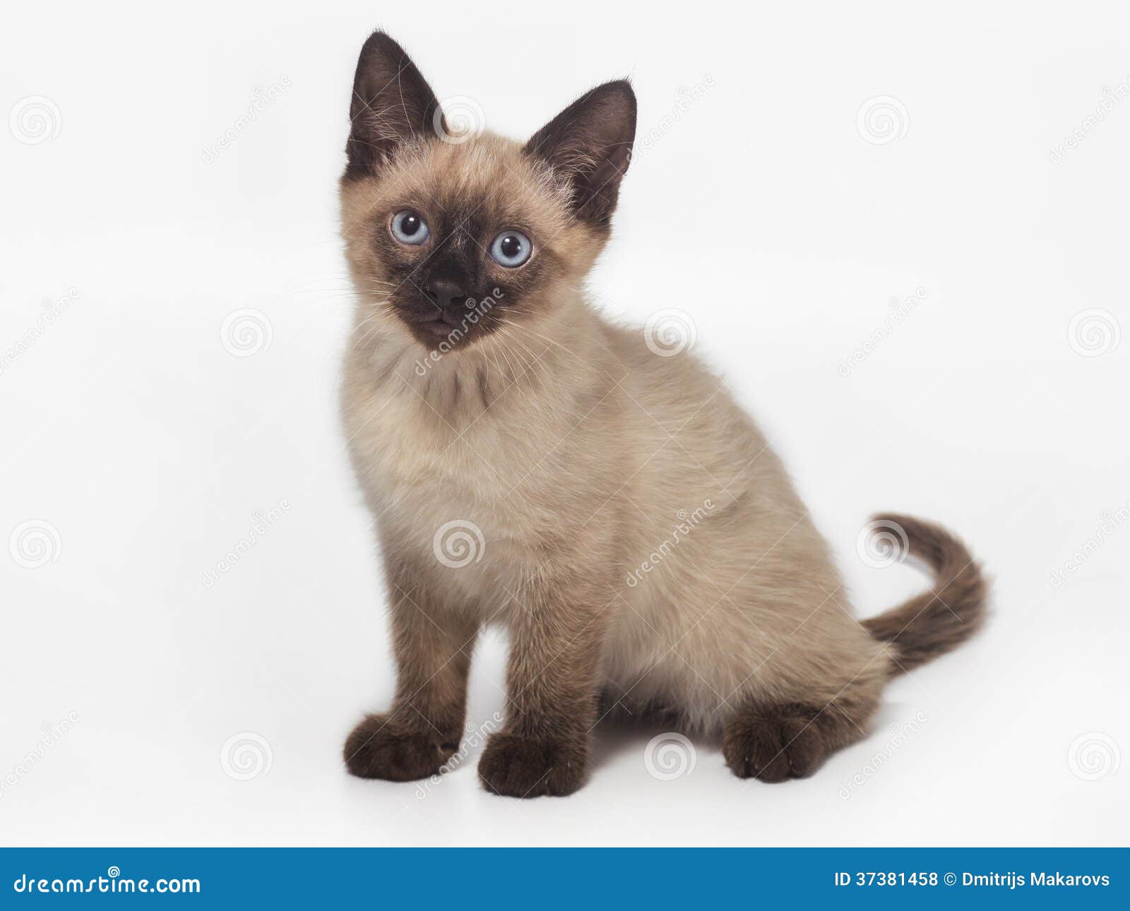 Chaton siamois photo stock. Image du animal, beauté, studio - 37381458