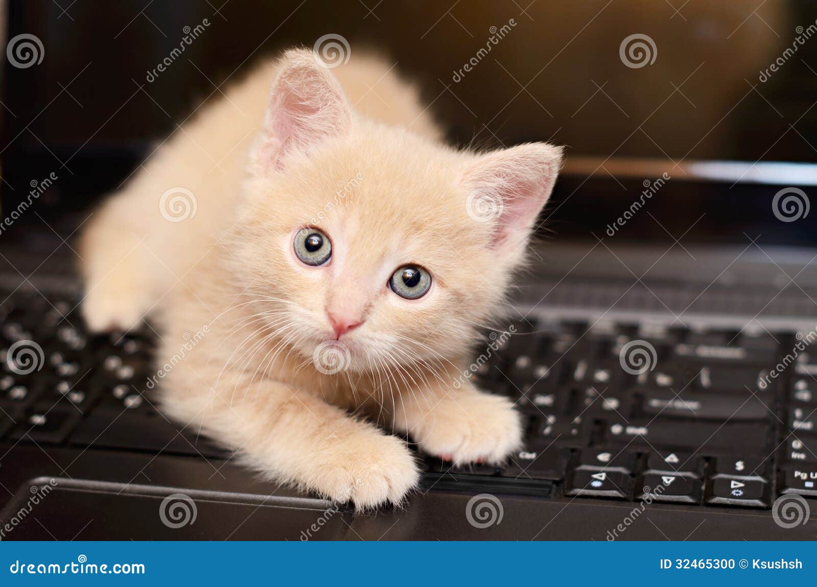 Chaton sur l'ordinateur photo stock. Image du mignon - 32465300