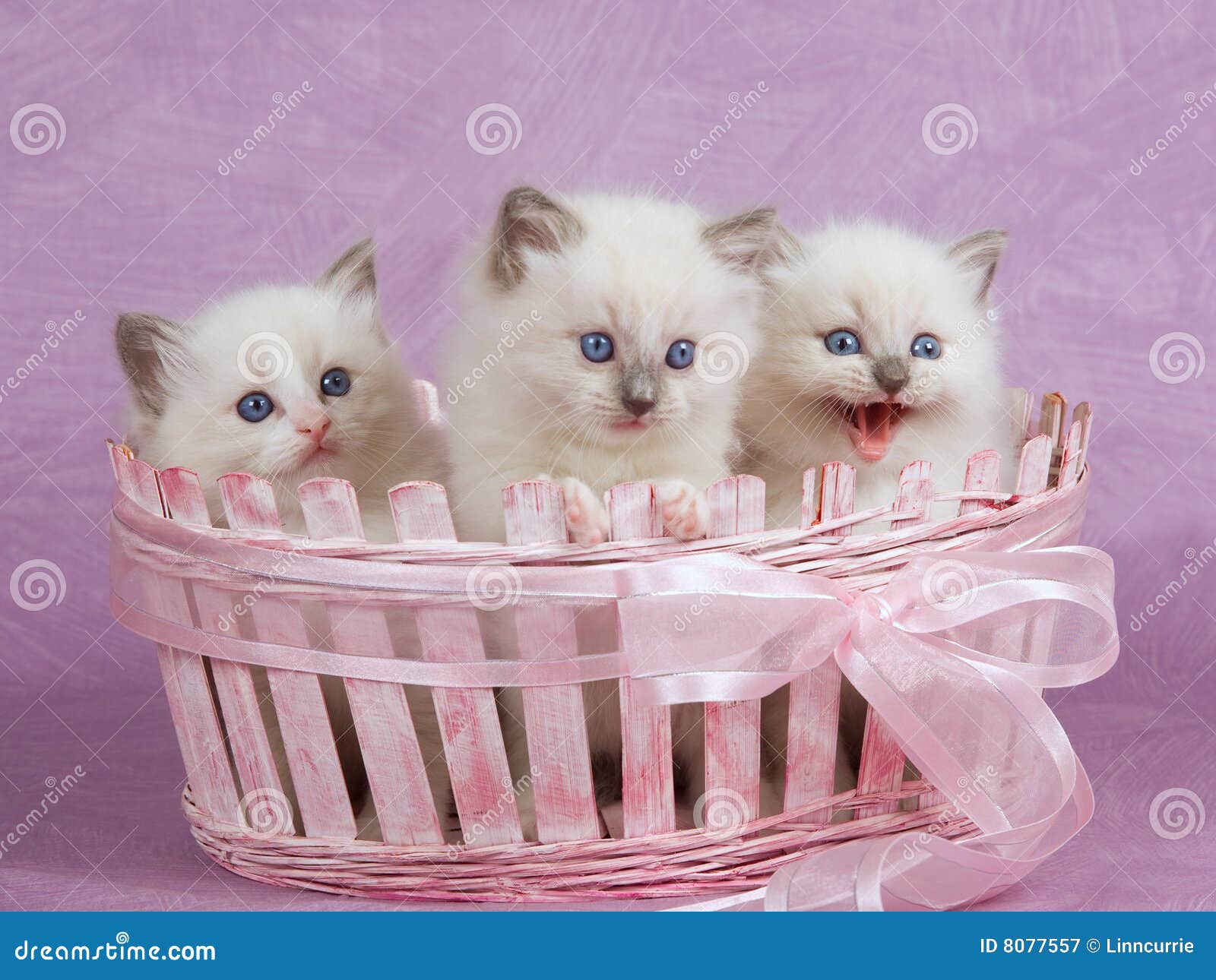 Chatons Assez Mignons De Ragdoll Dans Le Panier Rose Image stock ...