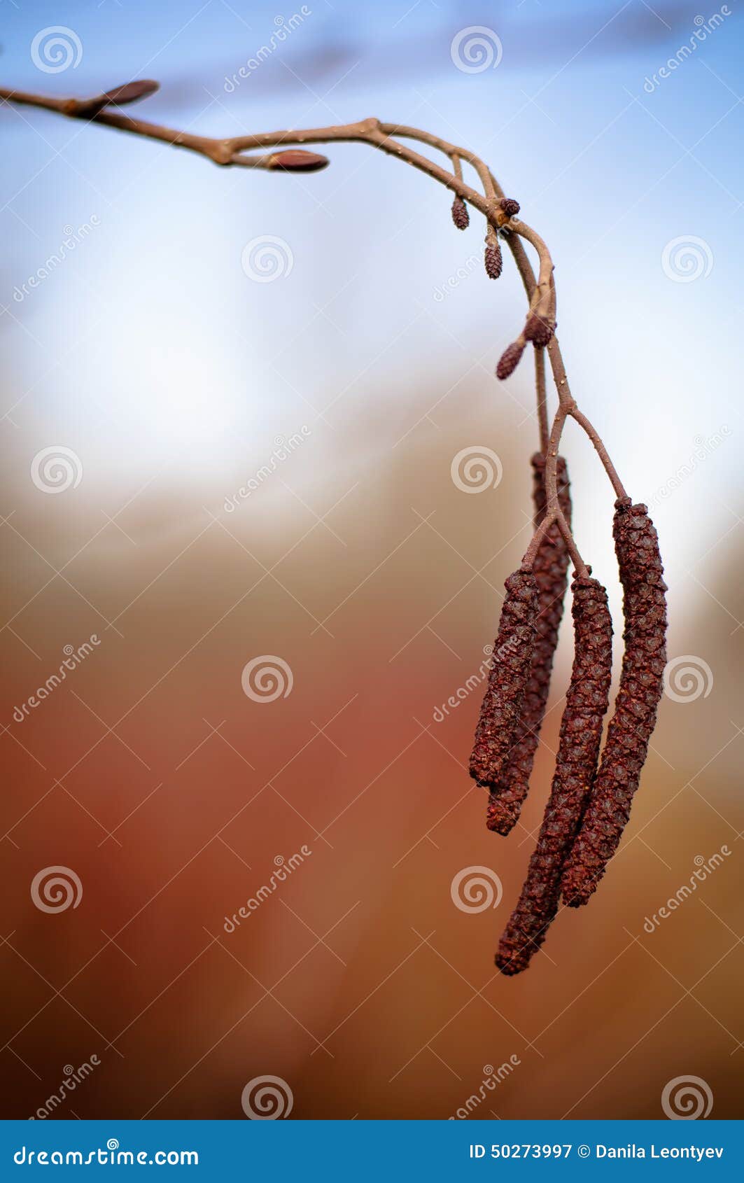 Chatons d'arbre d'aulne image stock. Image of rouge, brun - 50273997