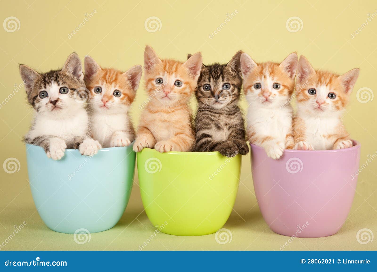 Chatons de minou image stock. Image du mammifère, mignon - 28062021