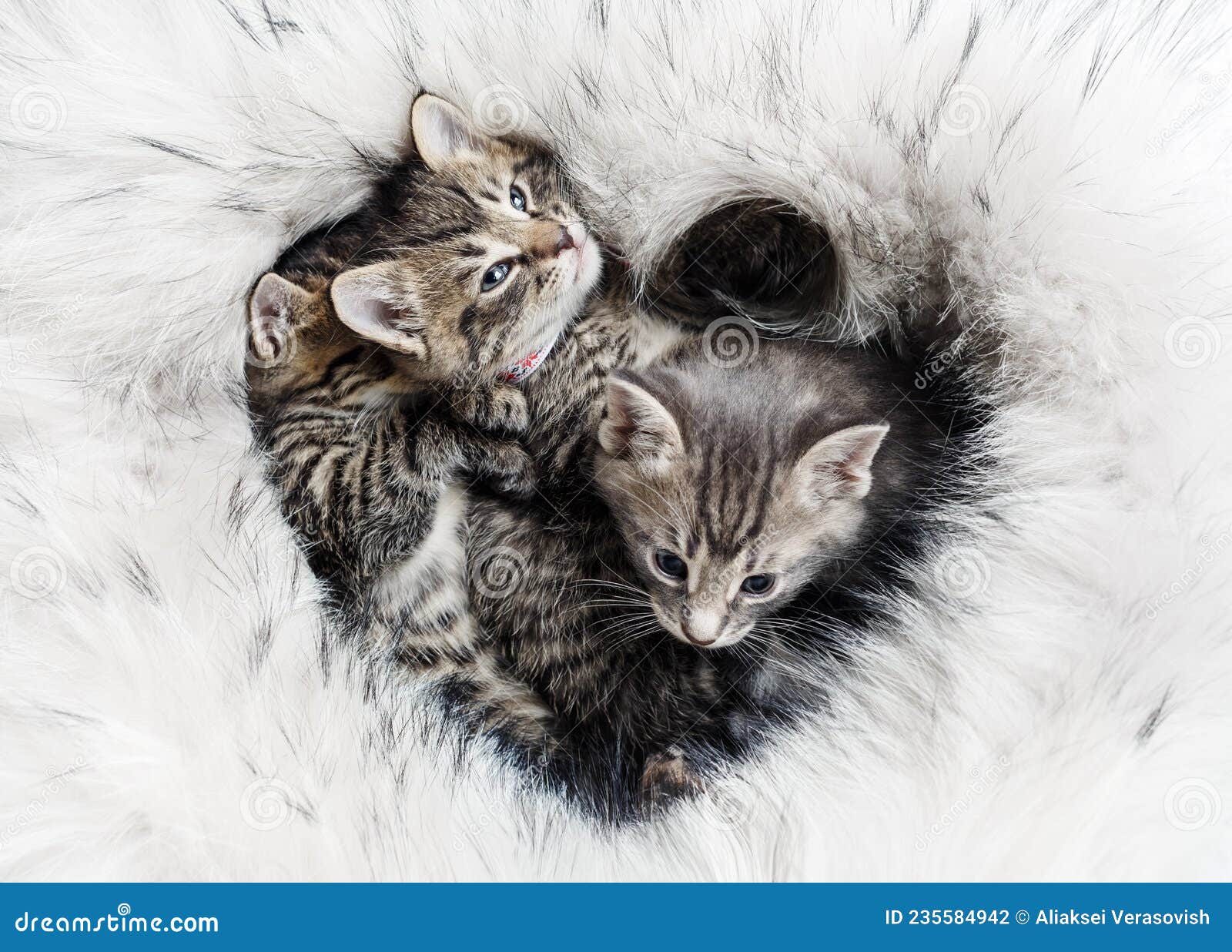 Chatons et coeur photo stock. Image du embrassement - 235584942