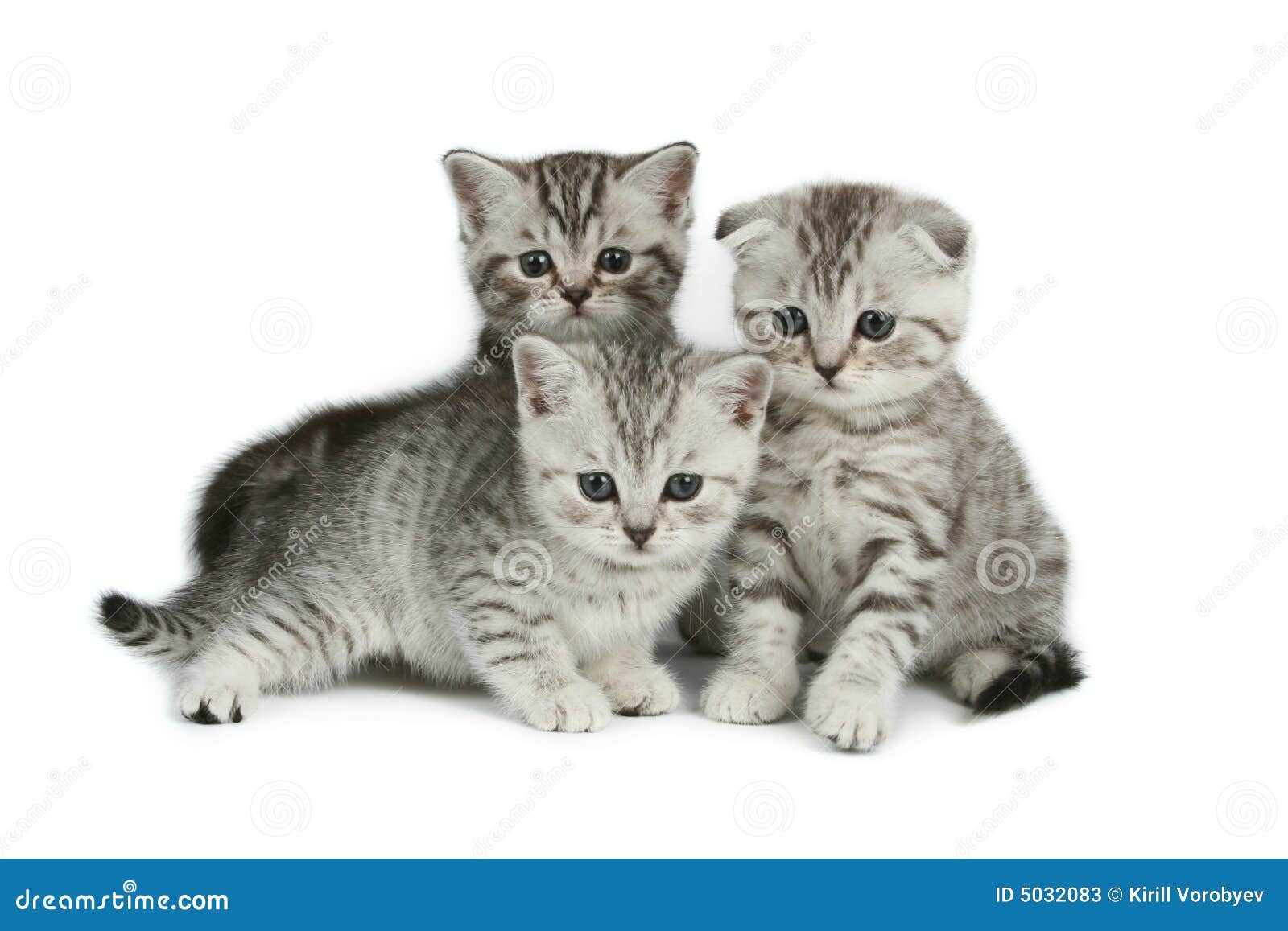 Chatons mignons image stock. Image du poilu, chaton, domestique - 5032083