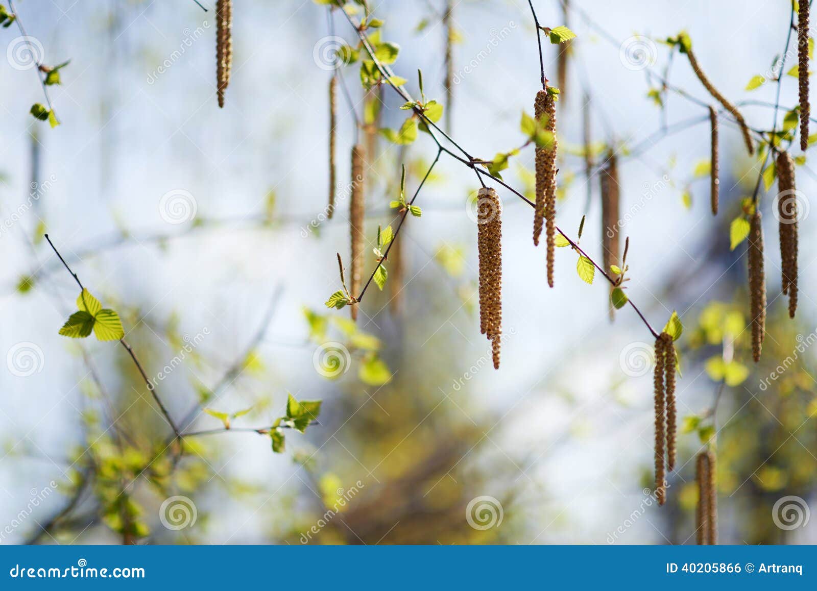 Chatons Sur Des Arbres De Bouleau Photo stock - Image du accroissement ...
