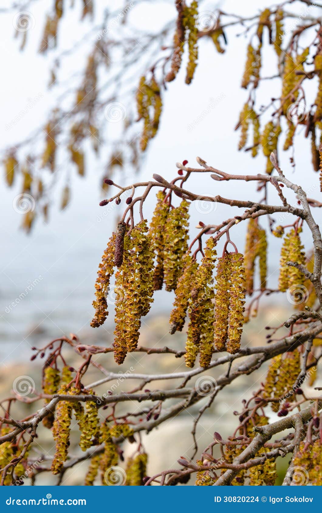 Chatons Sur Un Arbre D'aulne Au Printemps Photo stock - Image du neuf ...