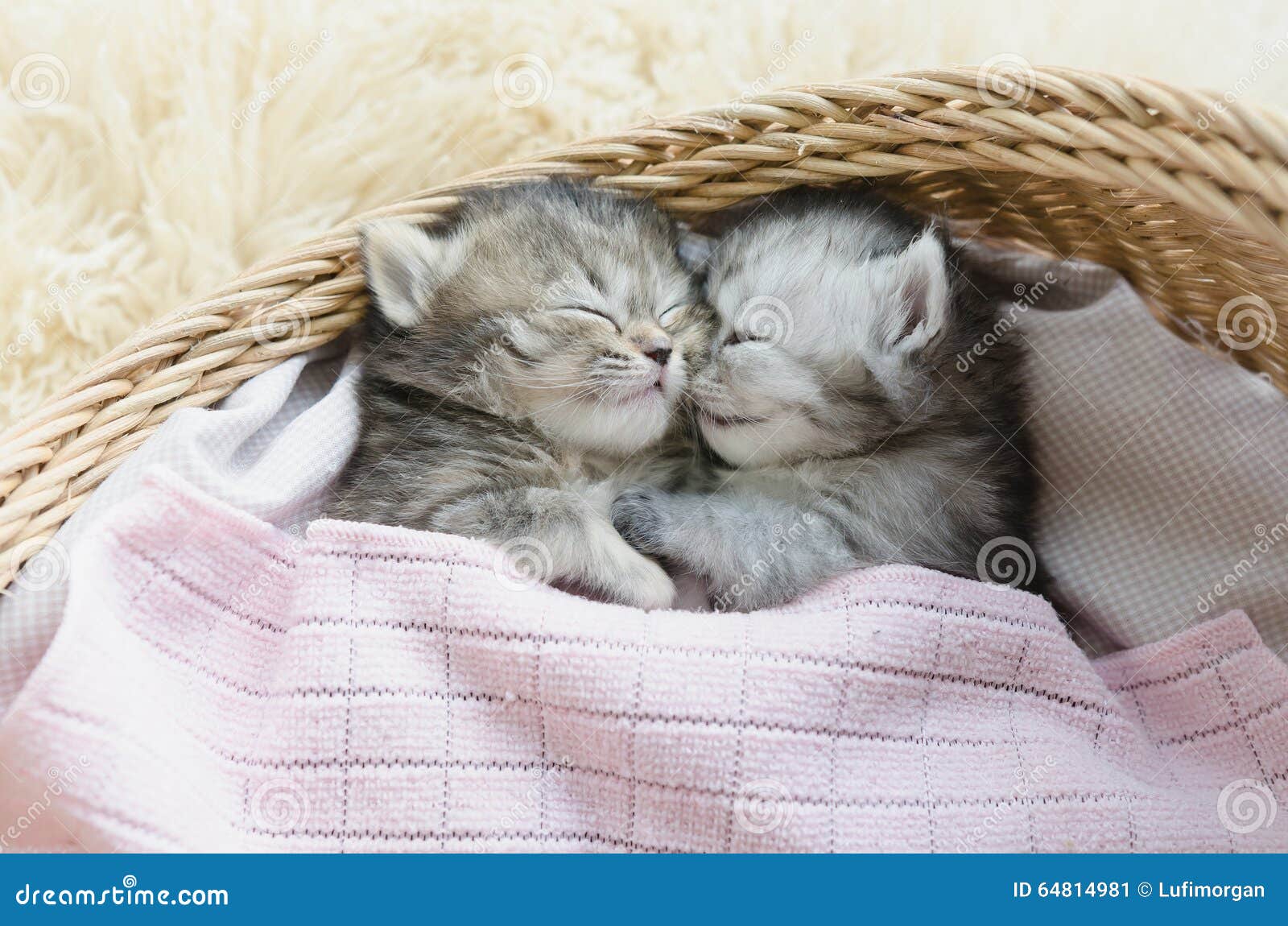Chatons Tigrés Dormant Et étreignant Dans Un Panier Image stock - Image ...