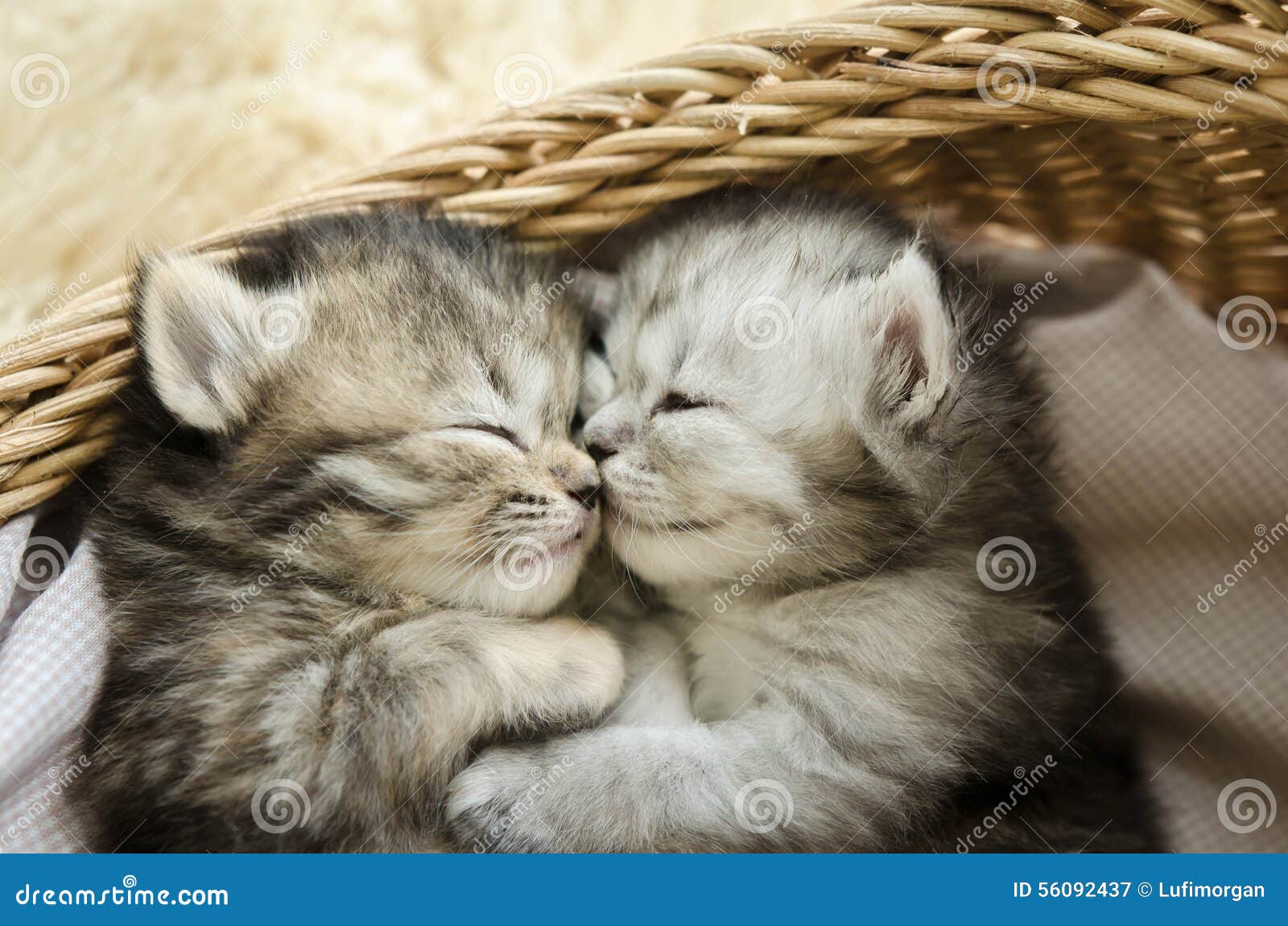 Chatons Tigrés Mignons Dormant Et étreignant Image stock - Image du ...
