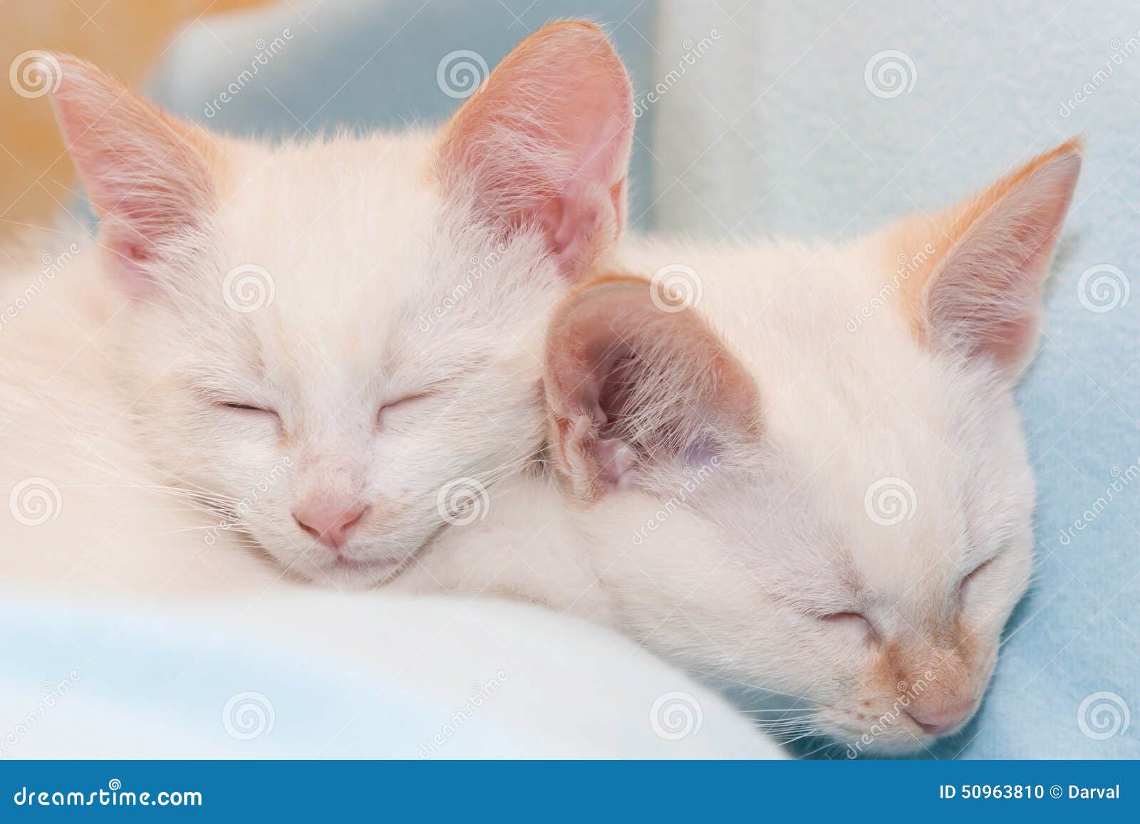 Chats endormis photo stock. Image du endormi, compagnie - 50963810
