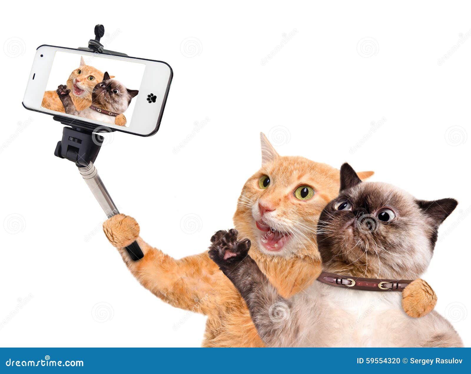 Chats Prenant Un Selfie Avec Un Smartphone Photo stock - Image du ...