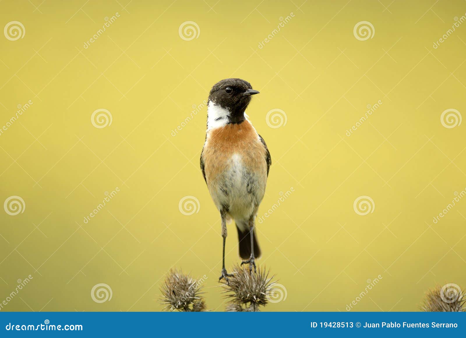 Chatterbox stock image. Image of animal, nature, animals - 19428513