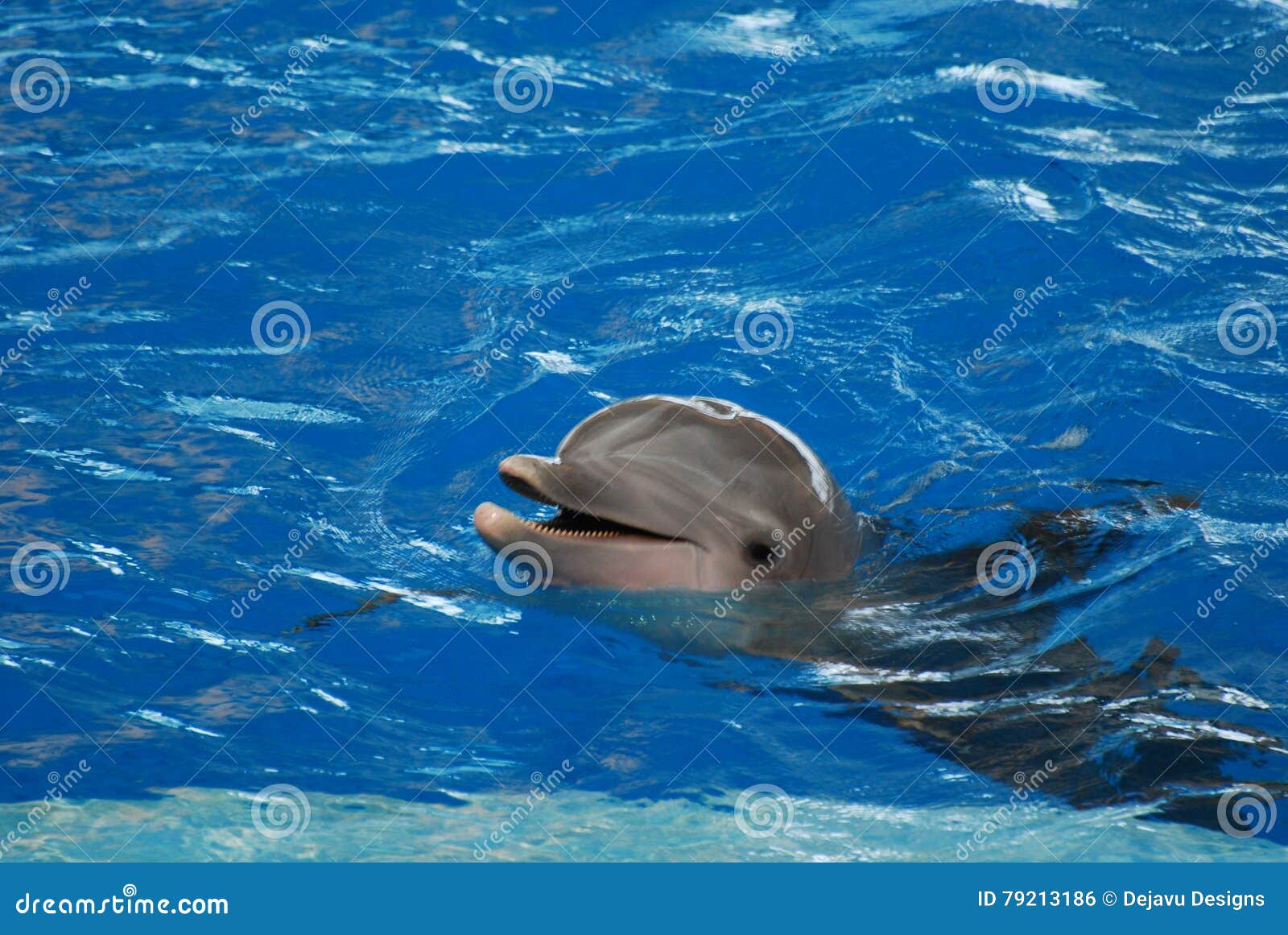 Chattering Dolphin with His Mouth Open Stock Photo - Image of show ...