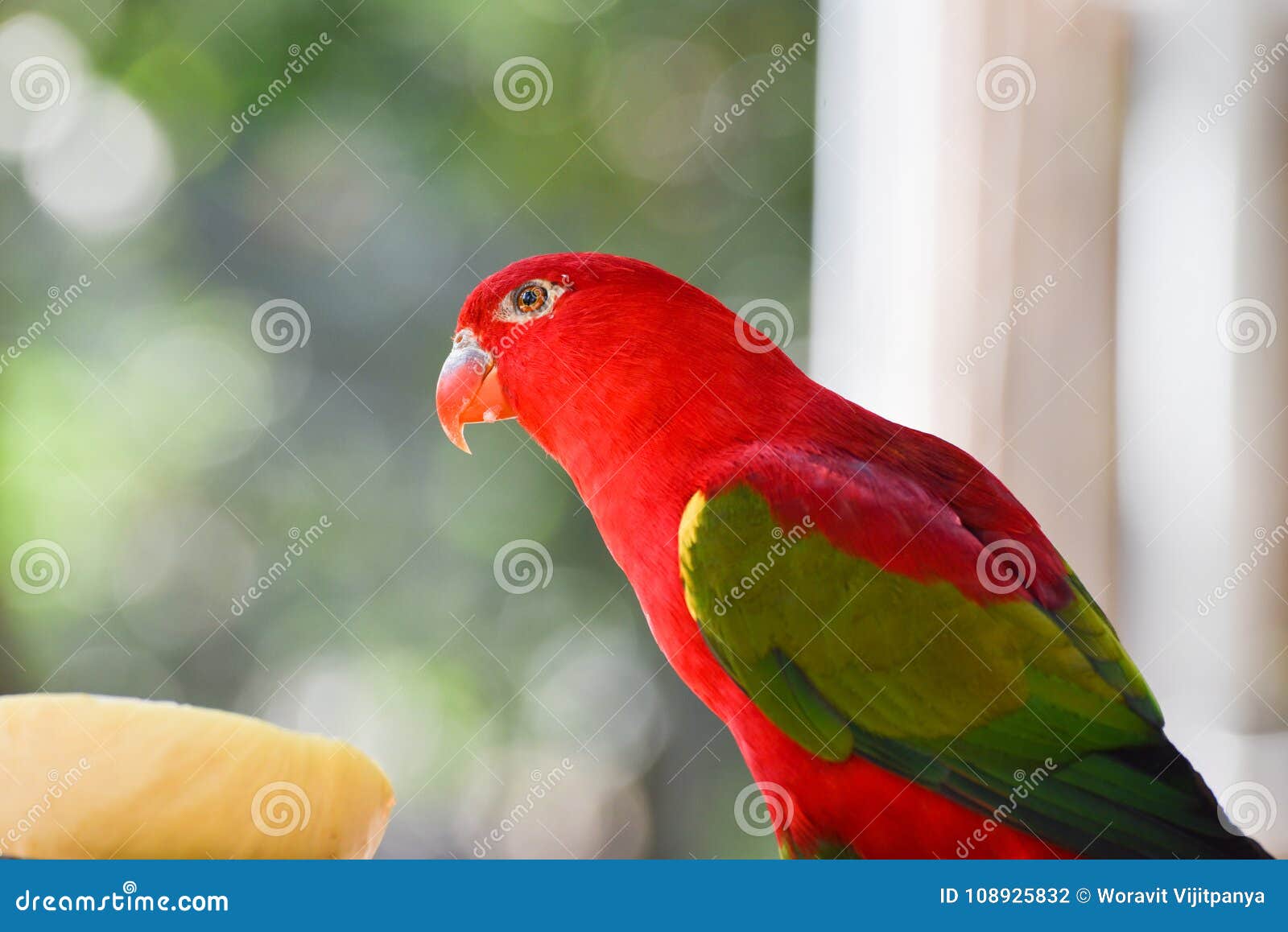 Chattering lory stock photo. Image of birding, beautiful - 108925832
