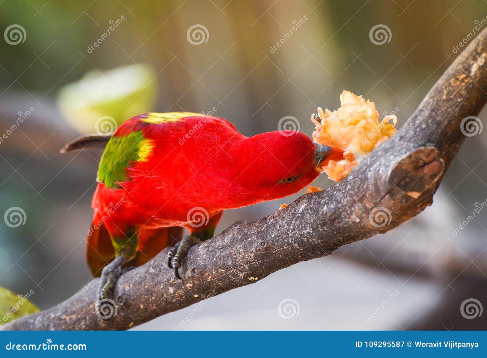 Chattering lory stock image. Image of colourful, multicolour - 109295587