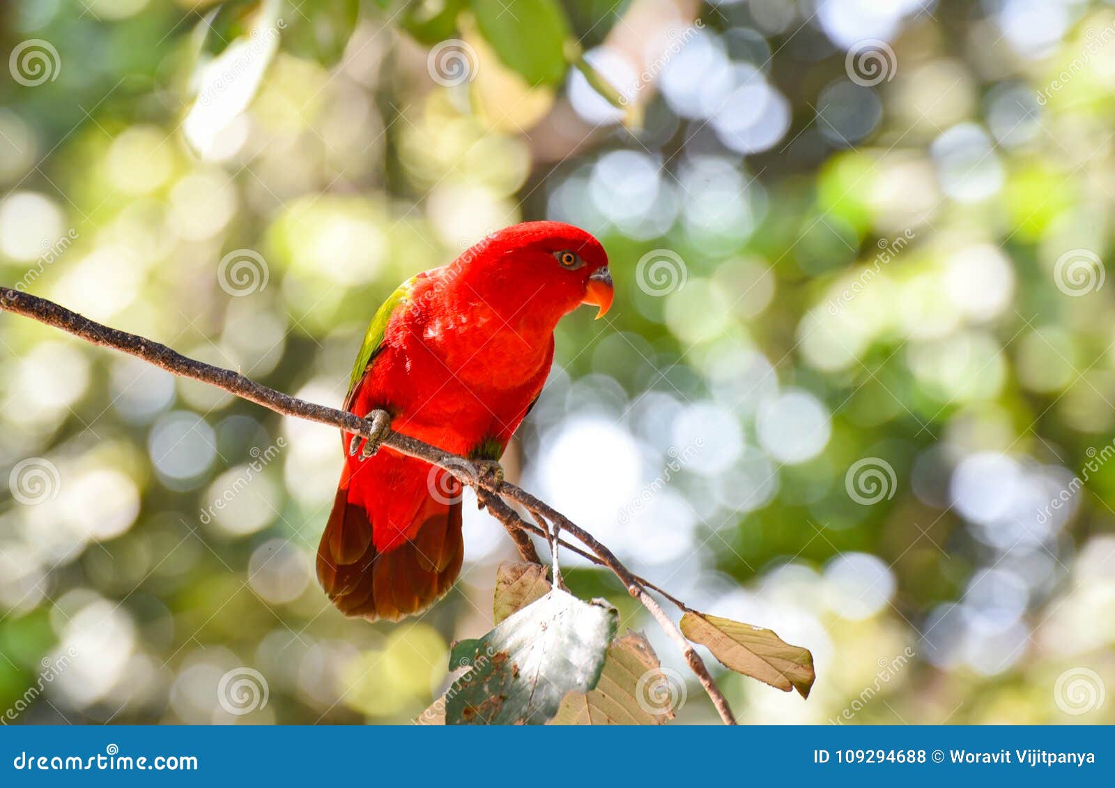Chattering lory stock photo. Image of lory, colorful - 109294688
