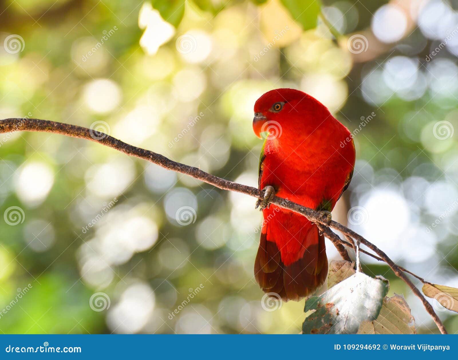 Chattering lory stock photo. Image of thai, tree, colourful - 109294692