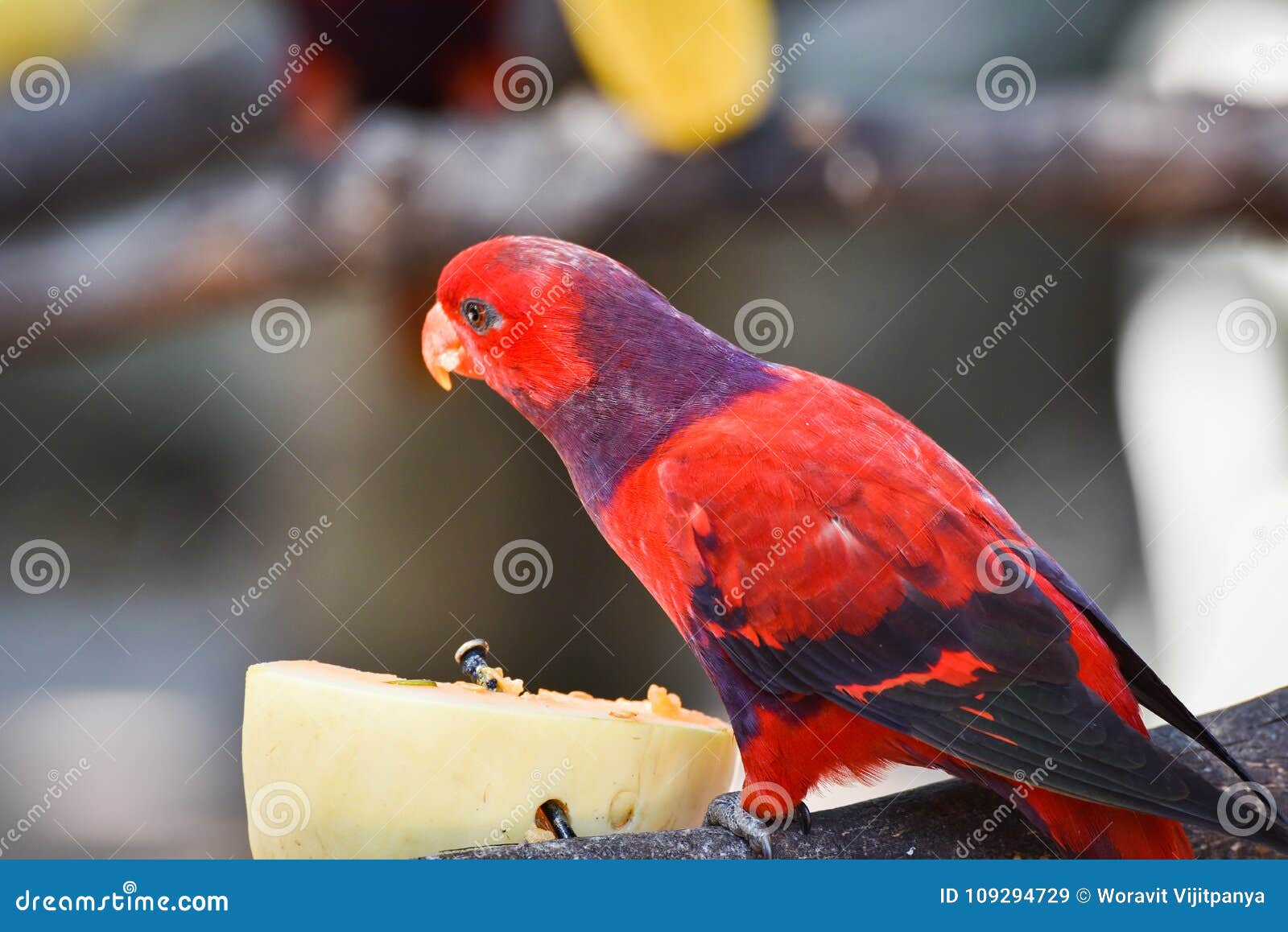 Chattering lory stock image. Image of beautiful, rainforest - 109294729