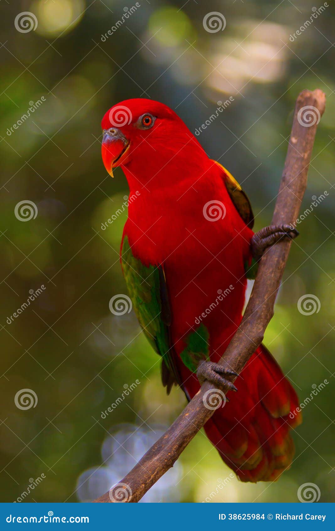 Chattering Lory stock photo. Image of colorful, animal - 38625984