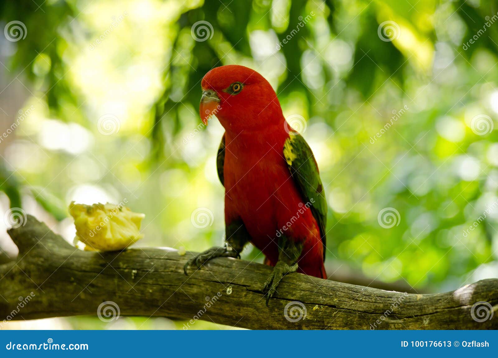 Chattering lory stock image. Image of parrot, orange - 100176613