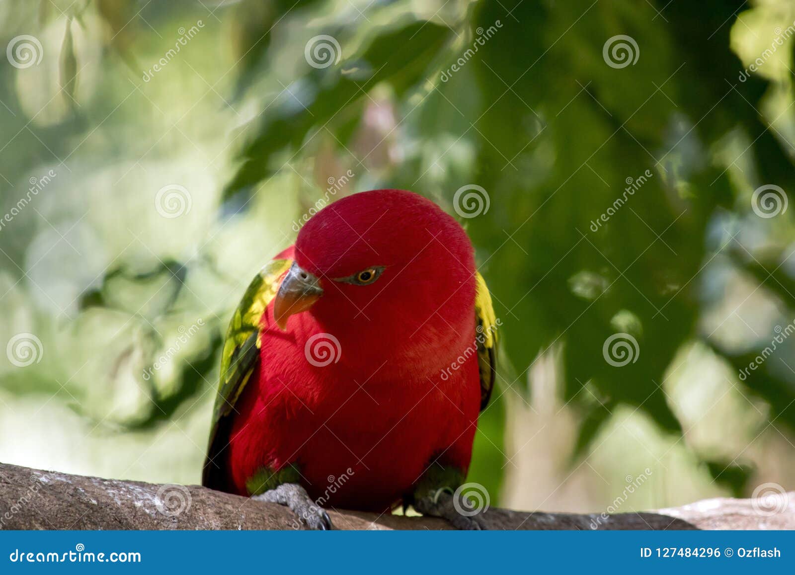 A chattering lory stock photo. Image of bird, lory, parrot - 127484296