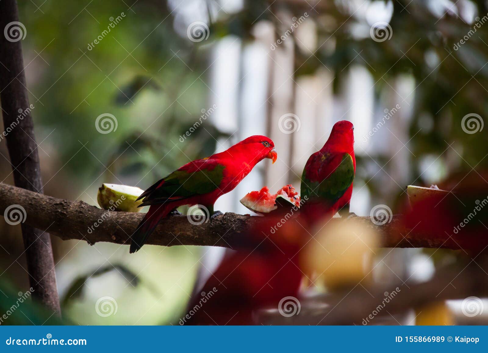 Chattering Lory, Colorful Bird Stock Image - Image of branch, look ...