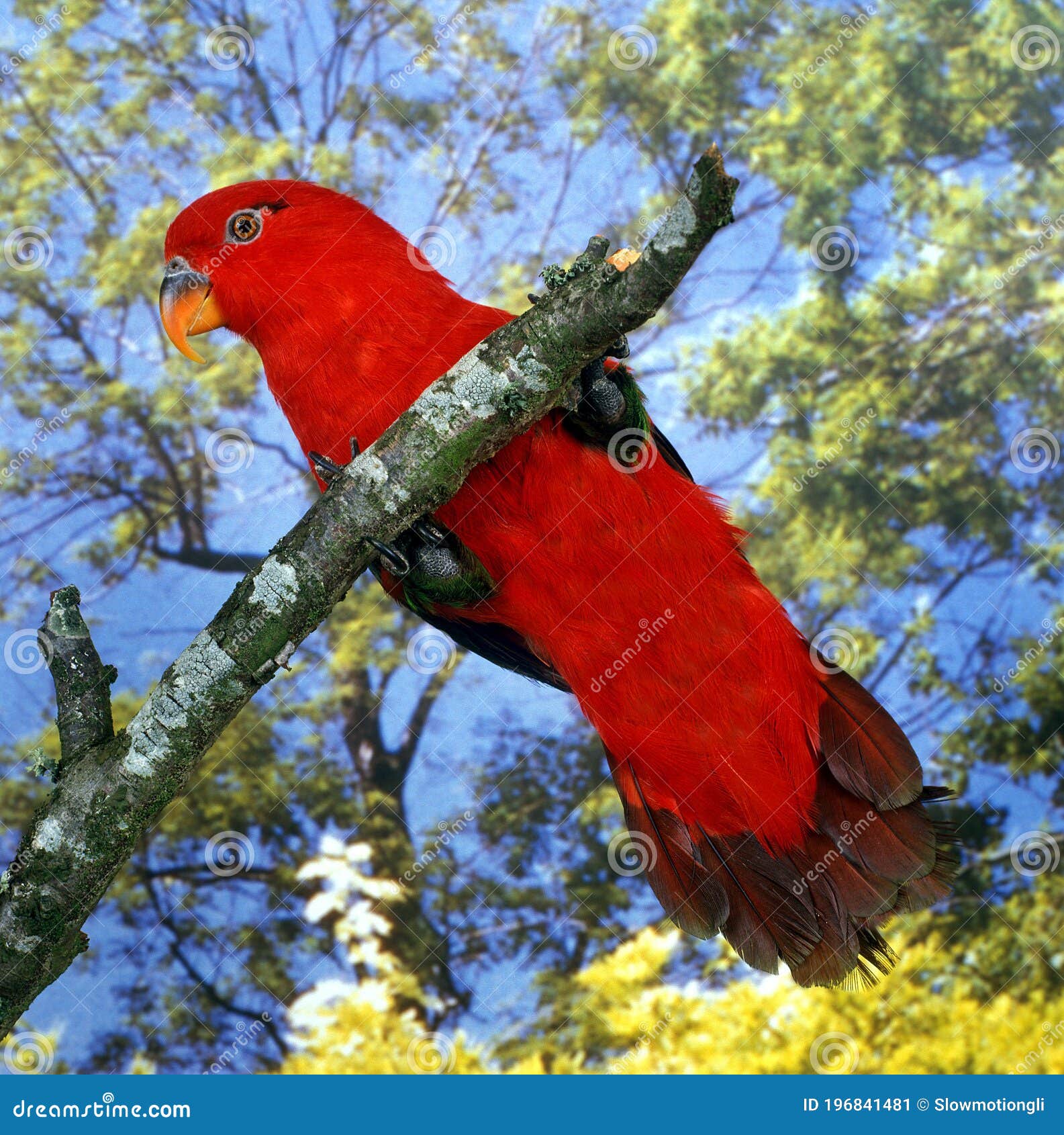 Chattering Lory, Lorius Garrulus, Adult Standing on Branch Stock Image ...