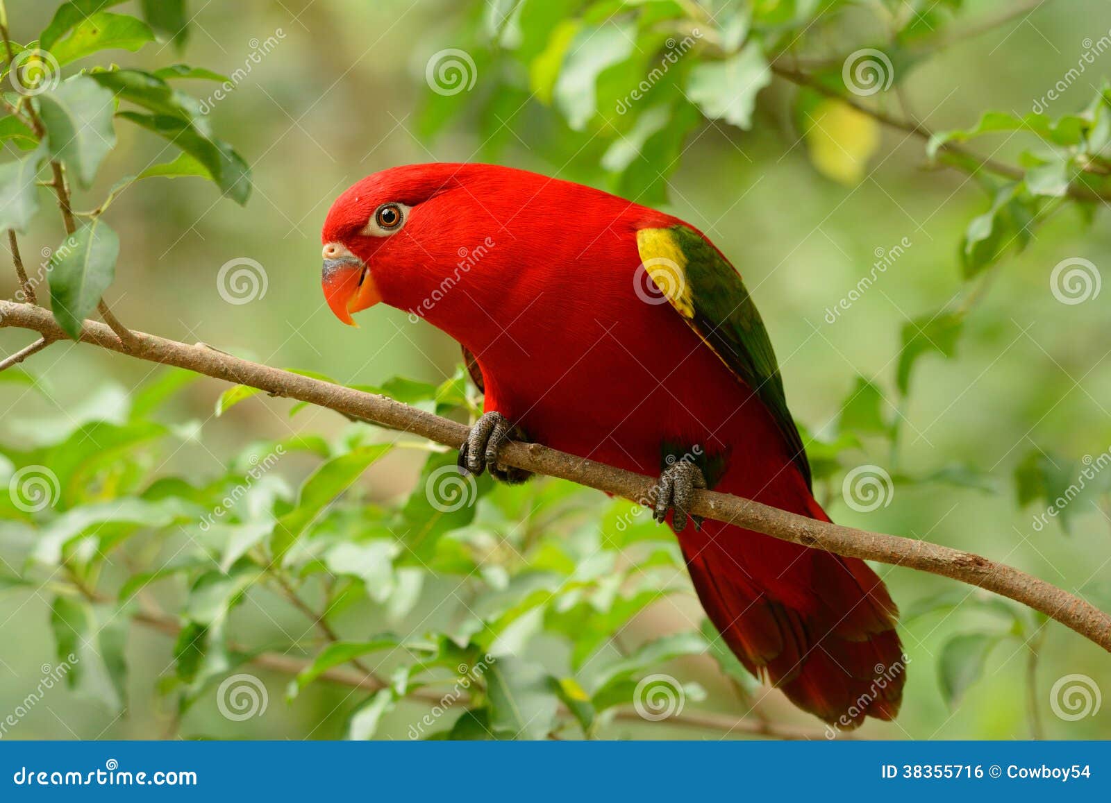 Chattering Lory (Lorius Garrulus) Stock Photo - Image of asian, green ...