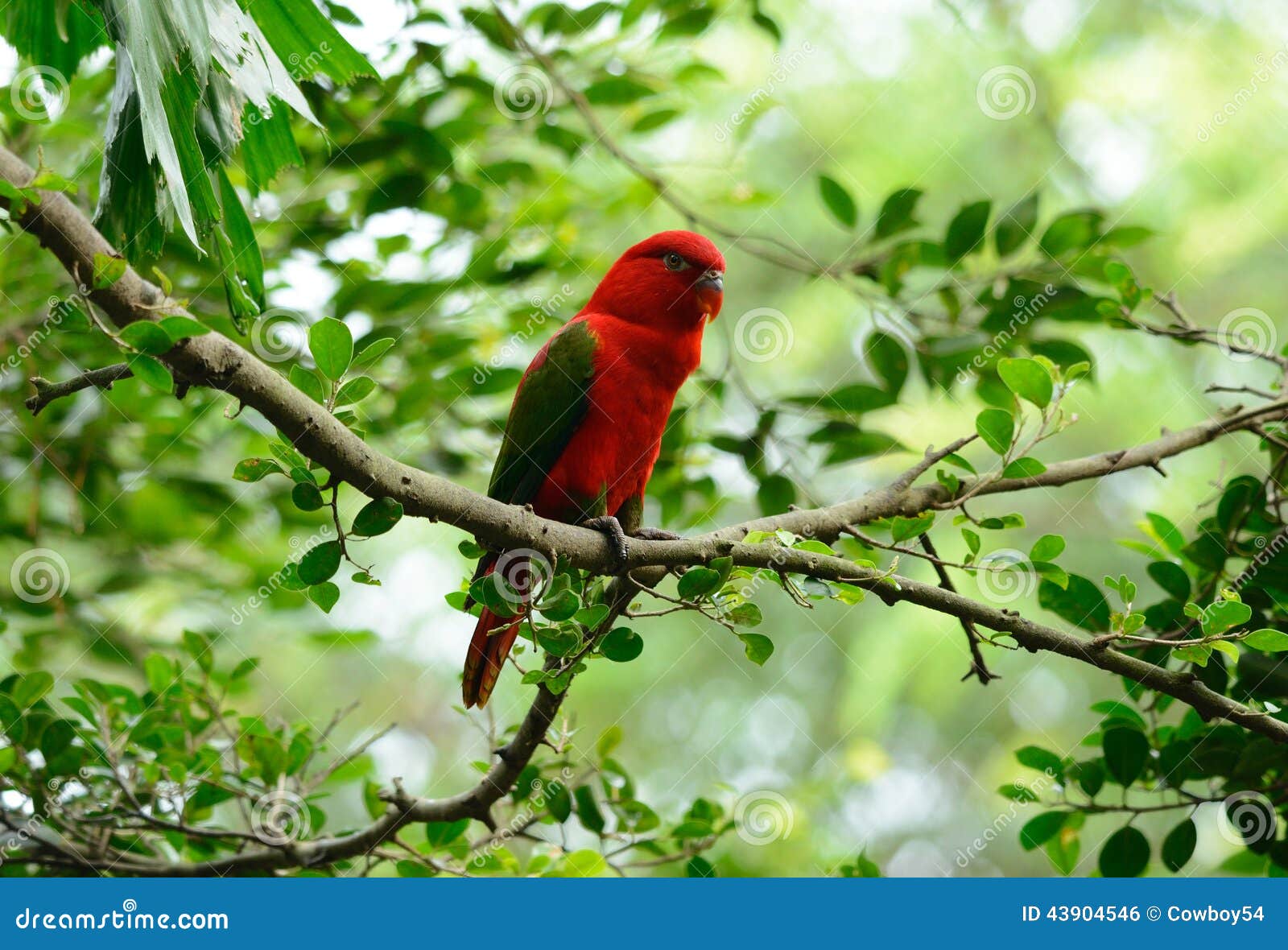 Chattering Lory (Lorius Garrulus) Stock Photo - Image of bird ...