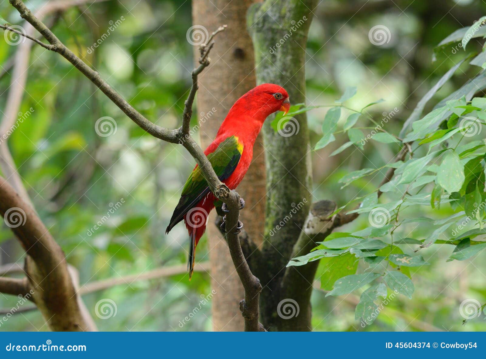 Chattering Lory (Lorius Garrulus) Stock Photo - Image of eyes, birds ...