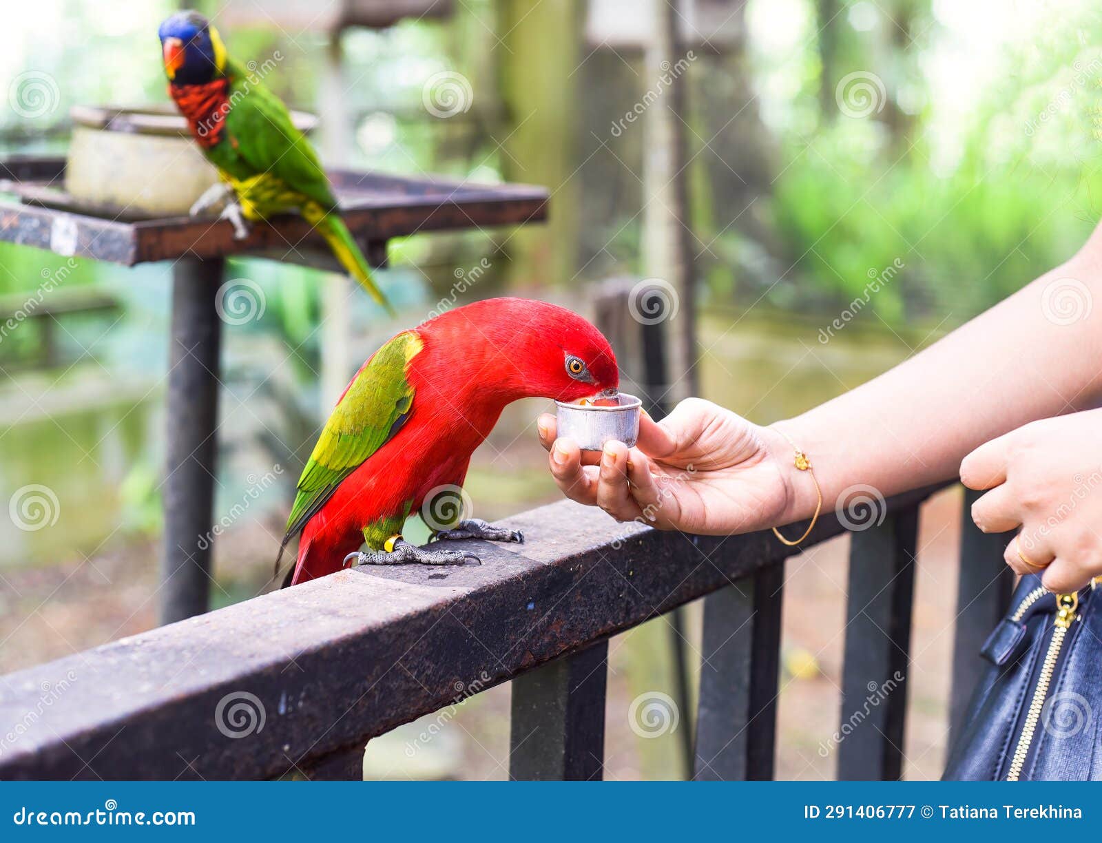 Chattering Lory (Lorius Garrulus) Parrot Drinking Milk Stock Image ...