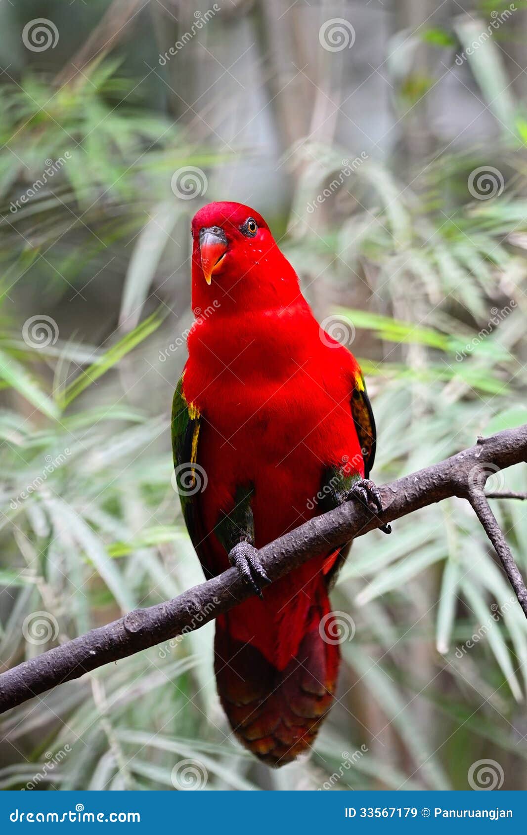 Chattering Lory stock image. Image of parrot, colorful - 33567179