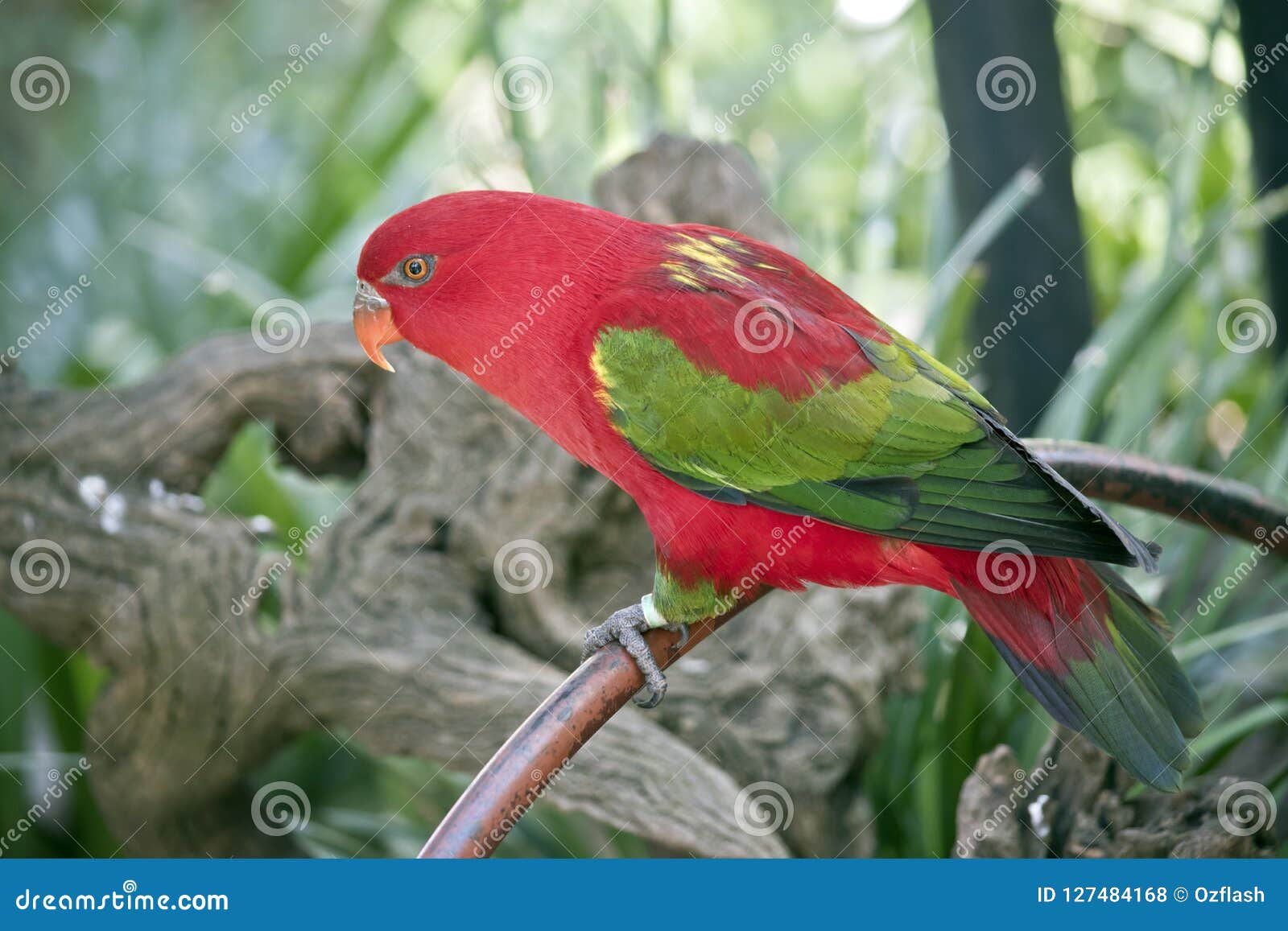A chattering lory stock photo. Image of lory, chattering - 127484168