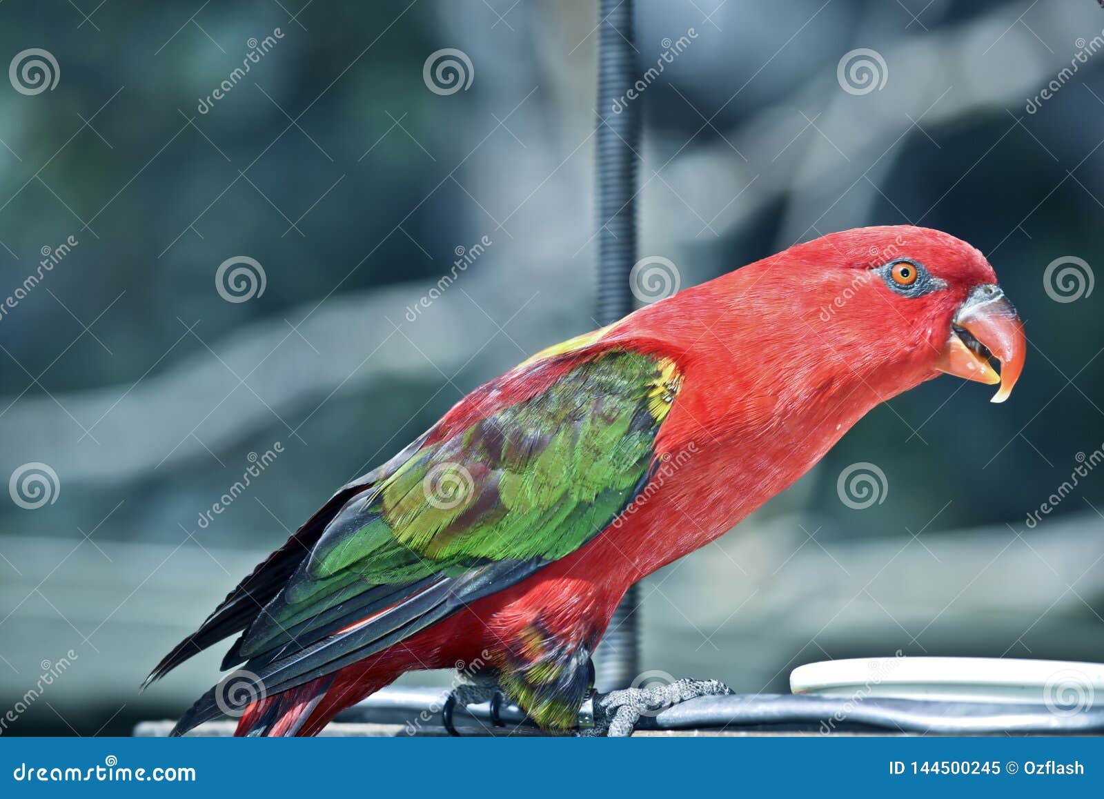 A chattering lory stock image. Image of parrot, wildlife - 144500245