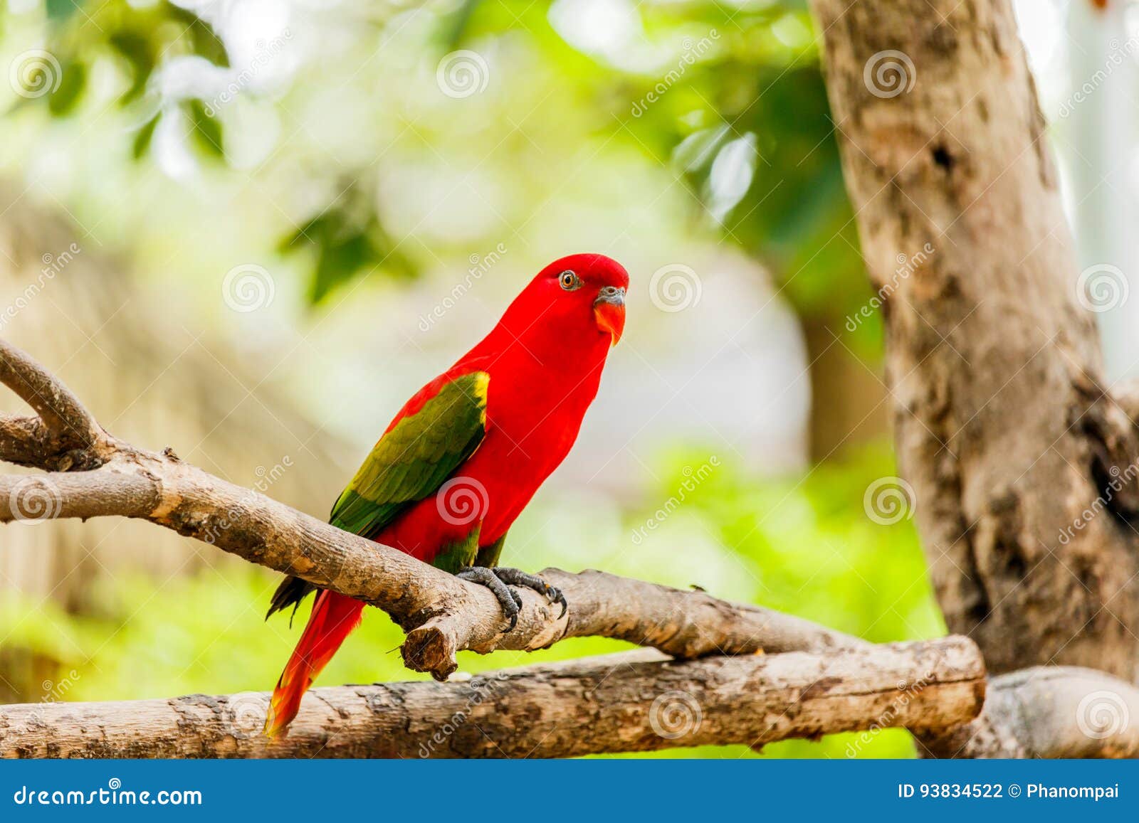 Chattering Lory Sitting on a Tree Branch. Stock Photo - Image of nature ...
