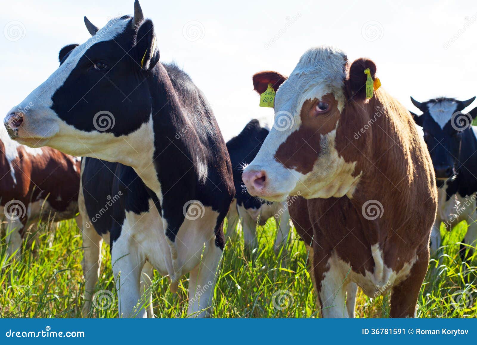 Chatting cows stock image. Image of holstein, farm, discussion - 36781591