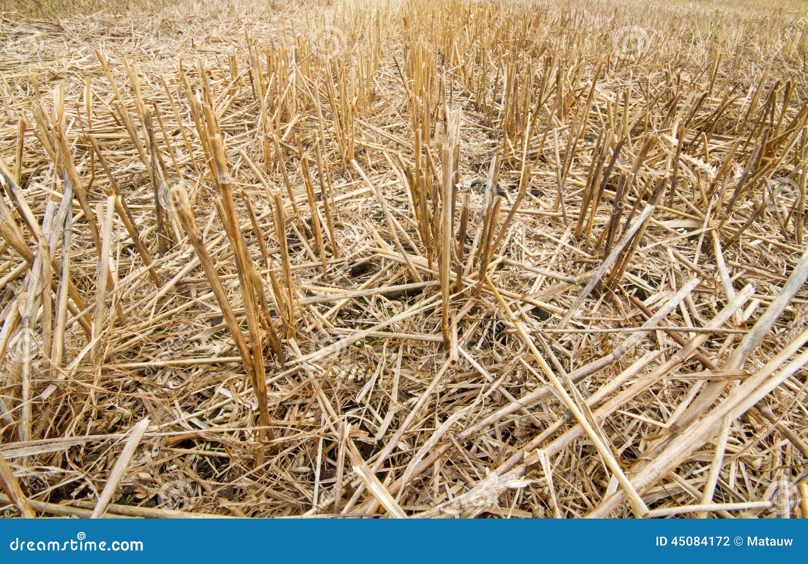 Chaume de blé photo stock. Image of agriculture, normal - 45084172