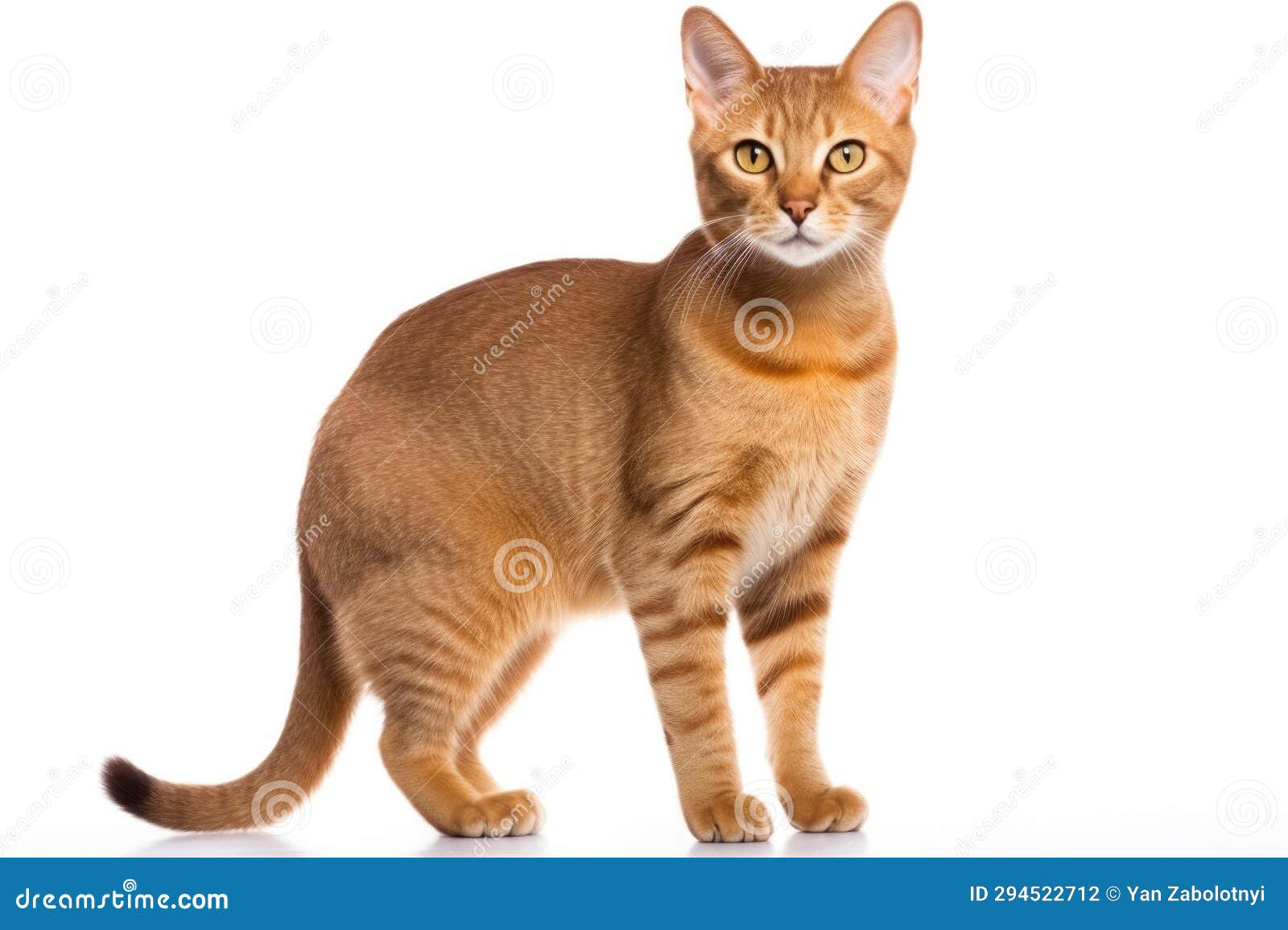 Chausie Cat Stands On A White Background Stock Illustration
