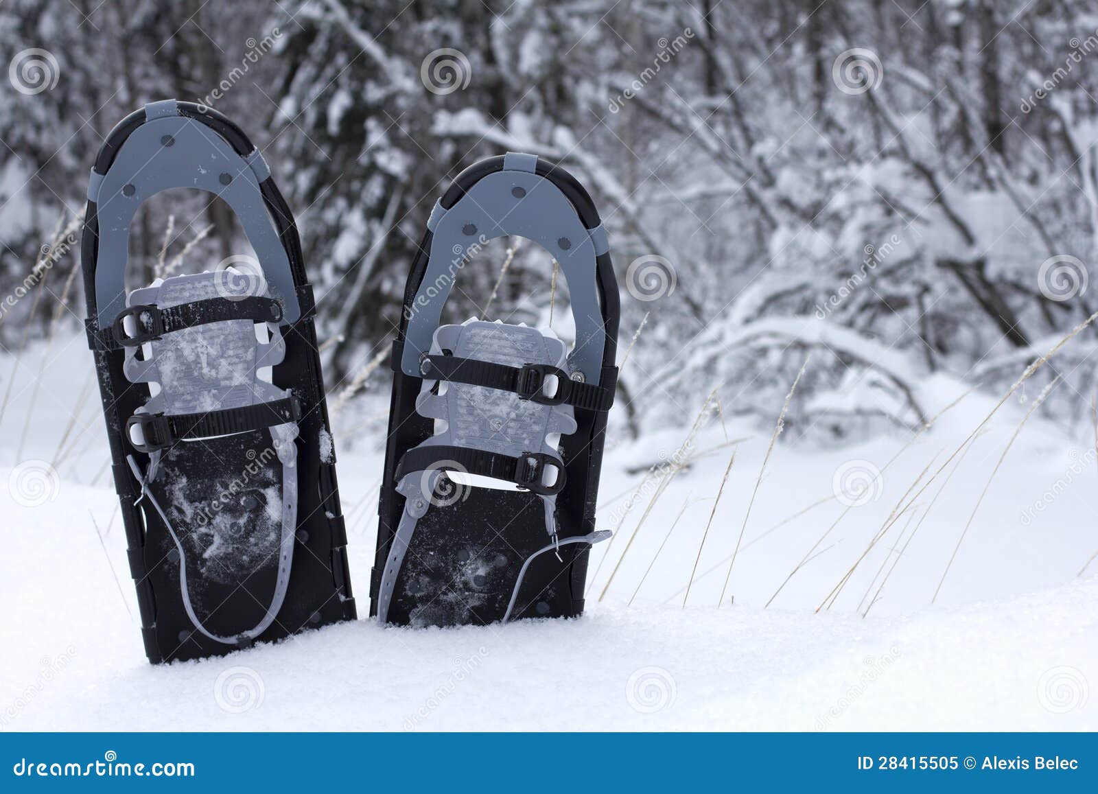 Chaussures De Neige Dans La Neige Image stock - Image du matériel ...