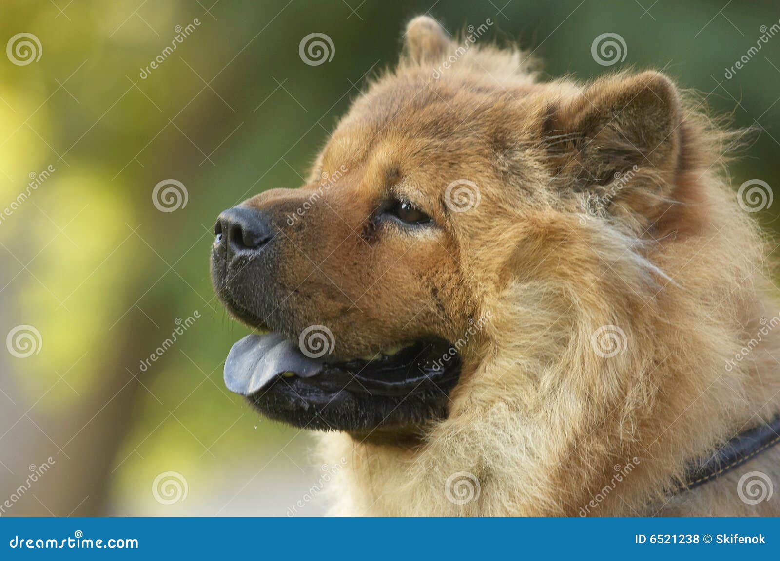 Chaw chaw dog stock photo. Image of nice, breed, broun - 6521238