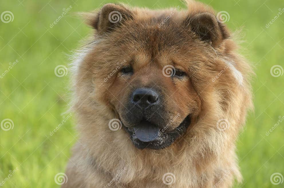 Chaw chaw dog stock image. Image of canine, mammal, breed - 6521383