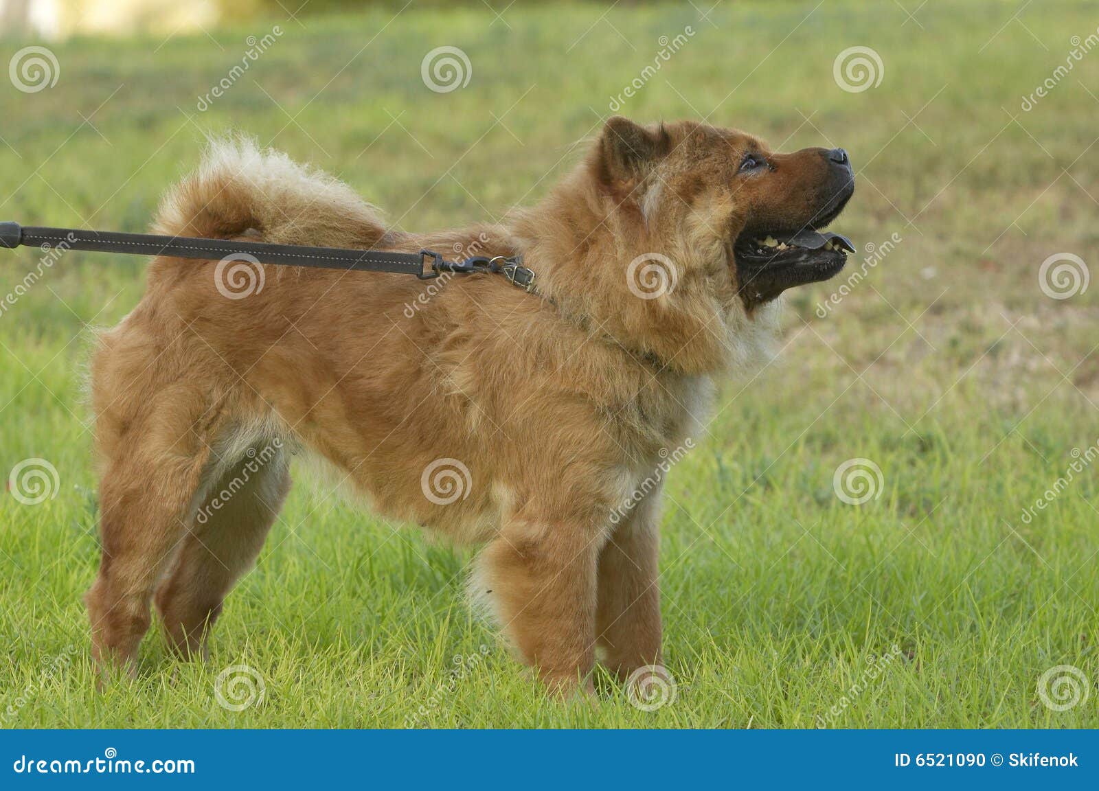 Chaw chaw dog on a leash stock photo. Image of nice, devoted - 6521090