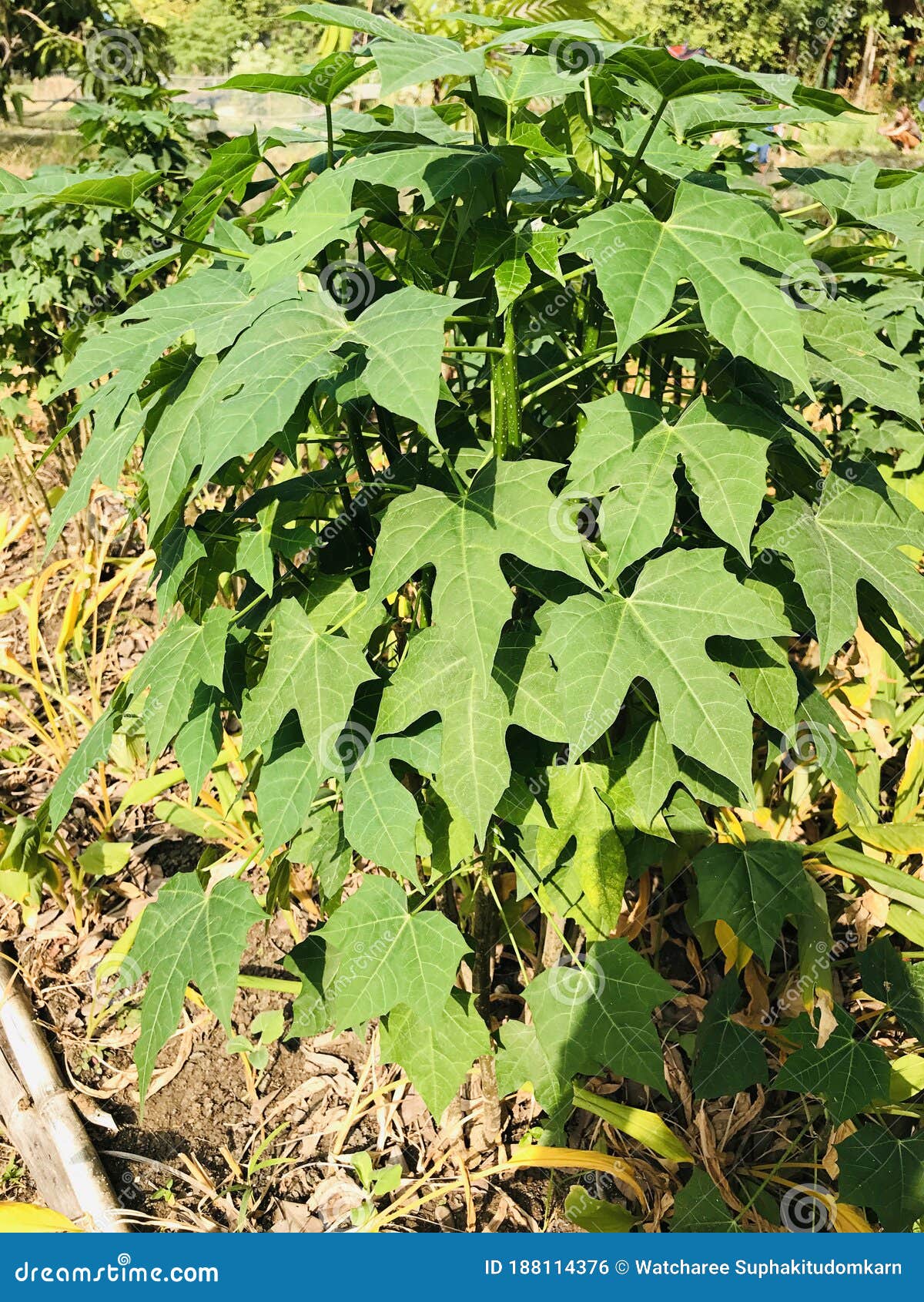 -chaya Cnidoscolusaconitifolius Oder. Stockfoto - Bild von kultiviert ...