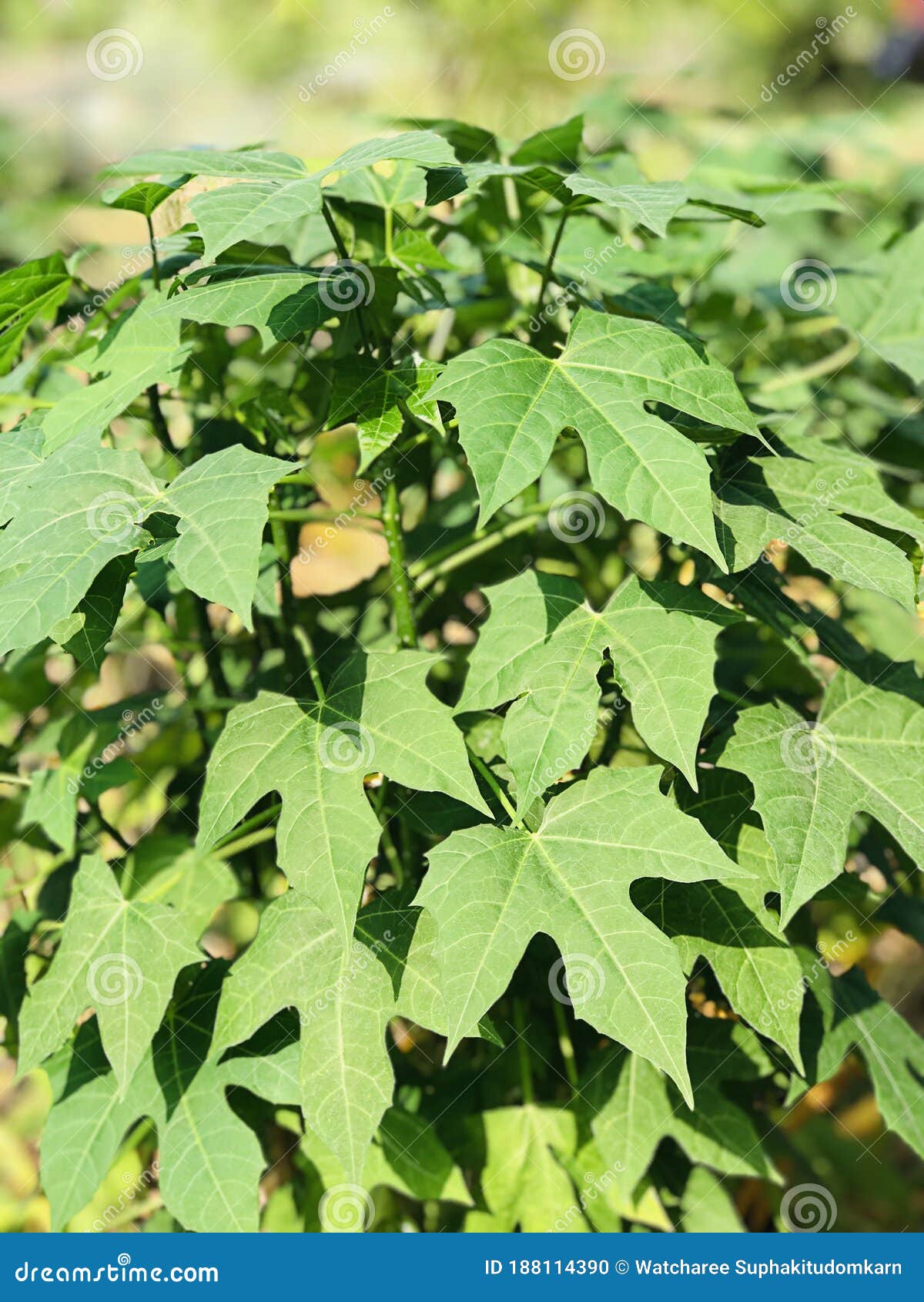 -chaya Cnidoscolusaconitifolius Oder. Stockfoto - Bild von garten ...
