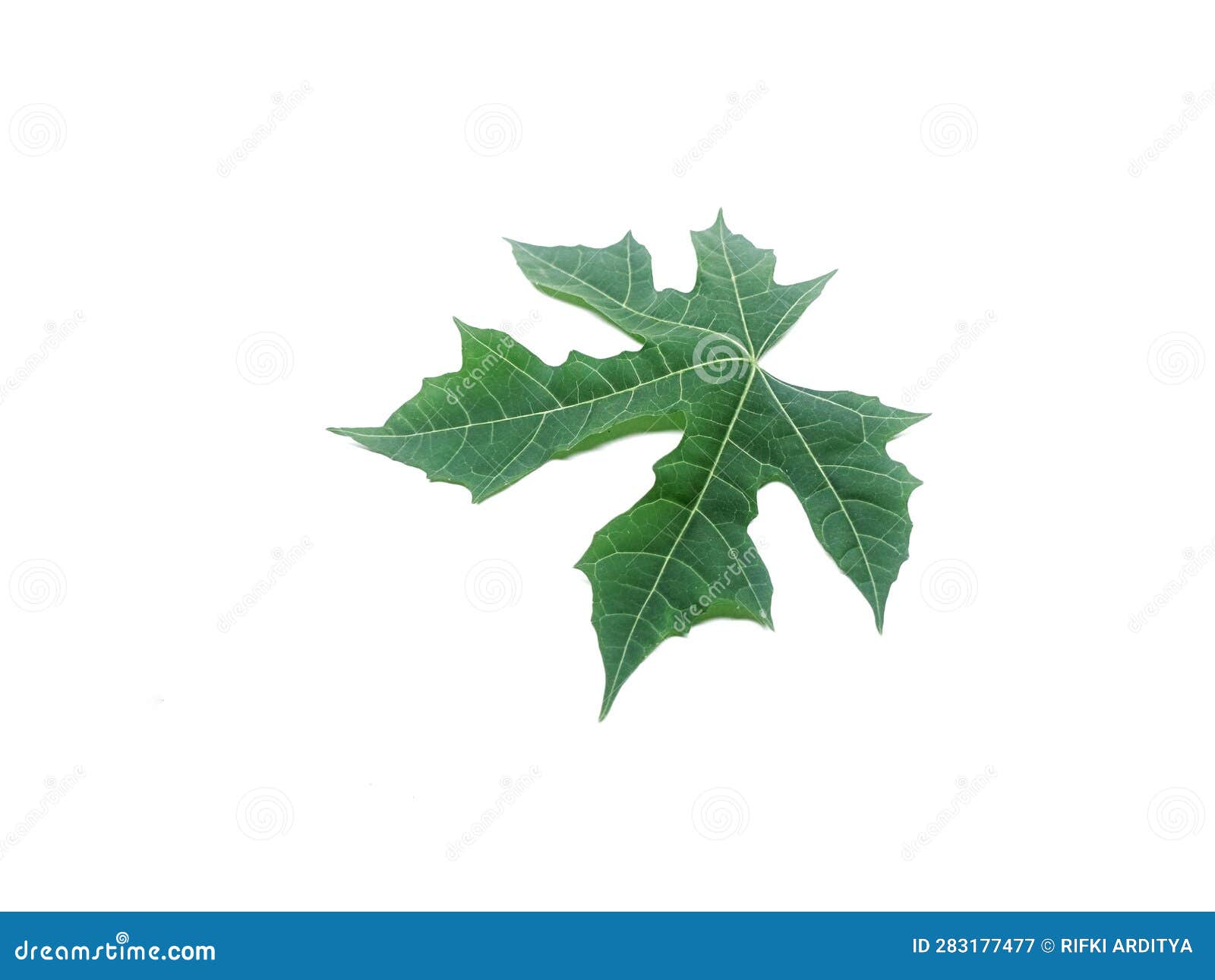 The Chaya Green Leaf on Isolated White Stock Image - Image of branch ...