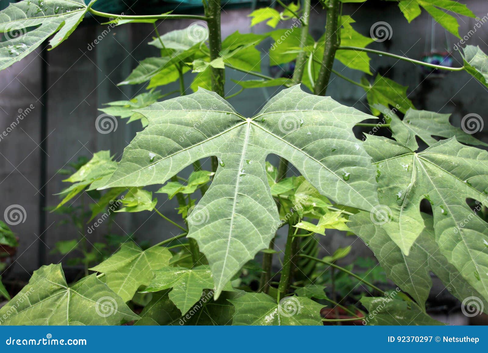 Chaya leaf stock image. Image of gardening, edible, cnidoscolus - 92370297
